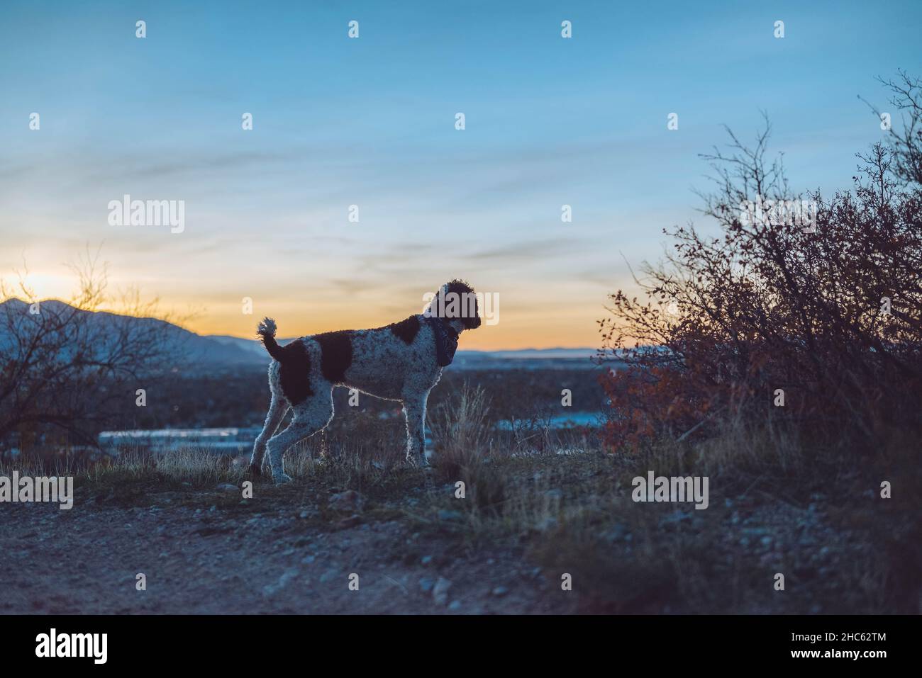 Roadside dog hi-res stock photography and images - Alamy