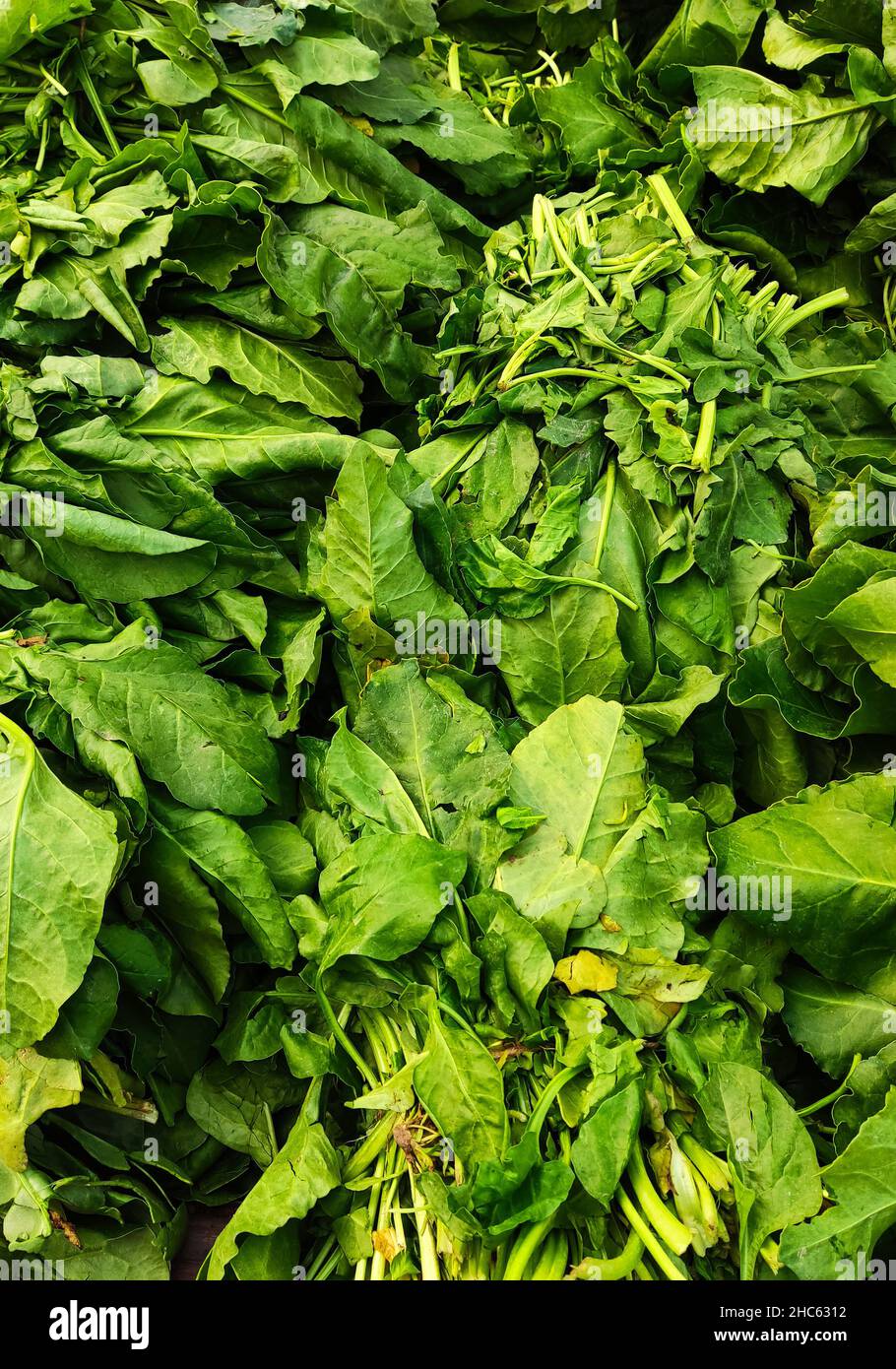 Spinach is a leafy green flowering plant native to central and western ...