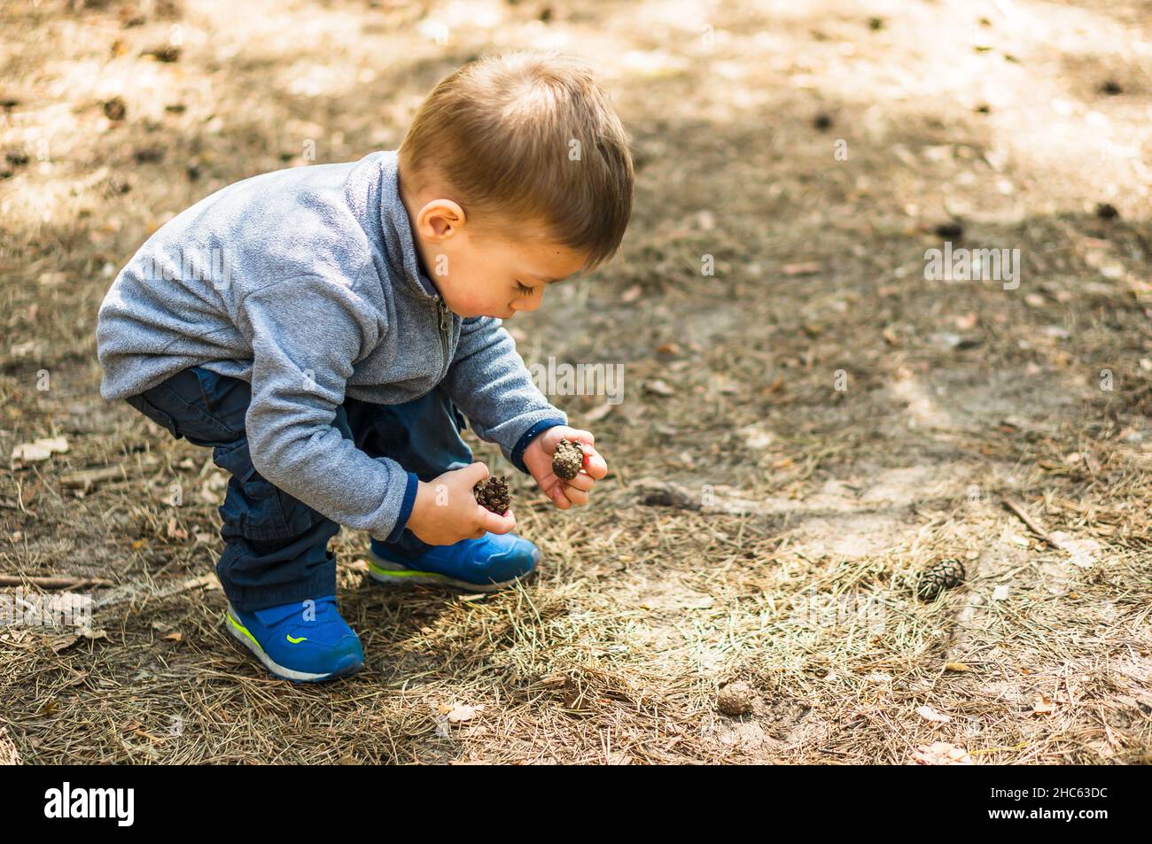 A cute little Polish boy holding pine corns while playing in a sunny ...