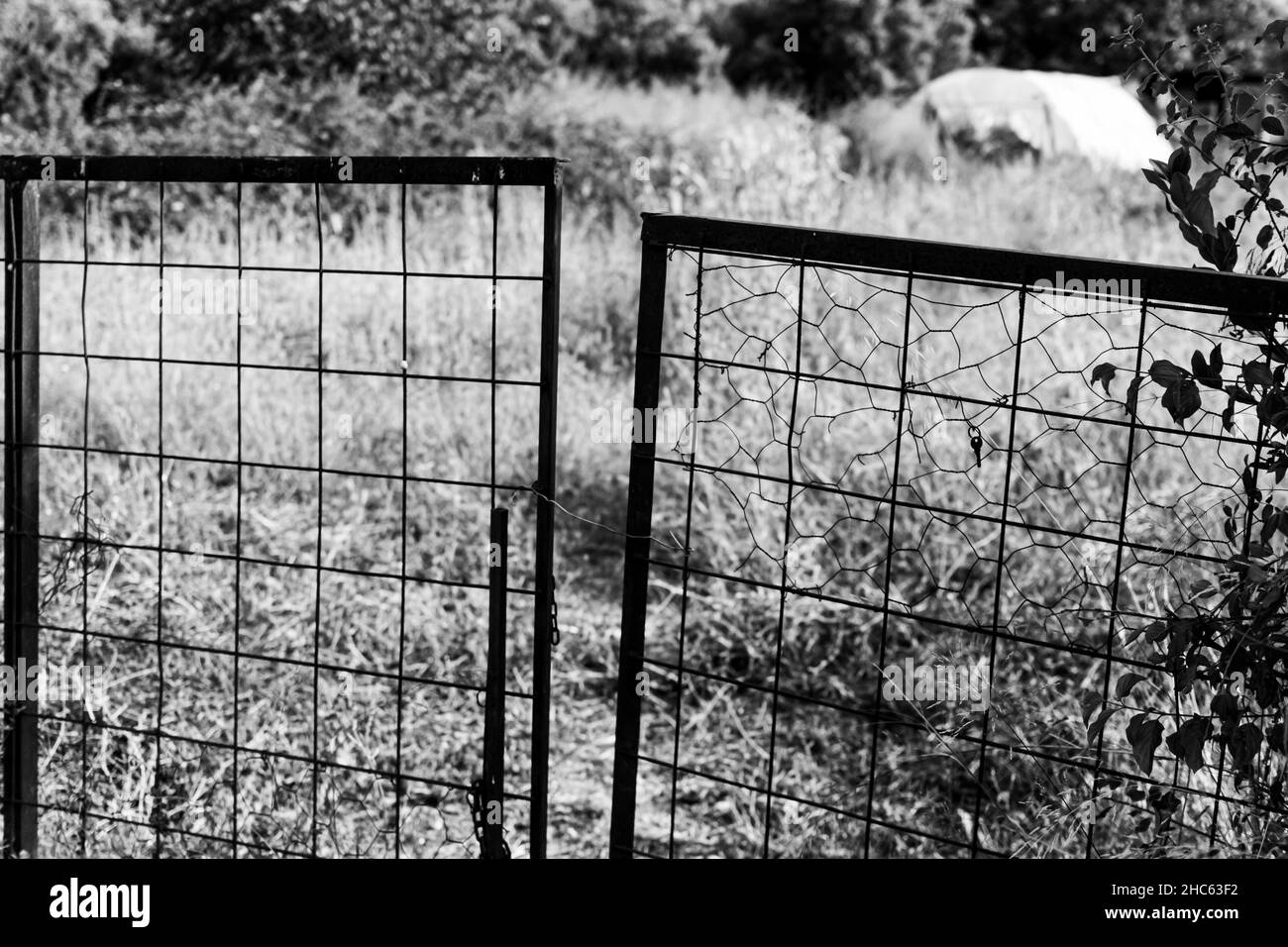 Grayscale shot of a metal garden gate Stock Photo - Alamy