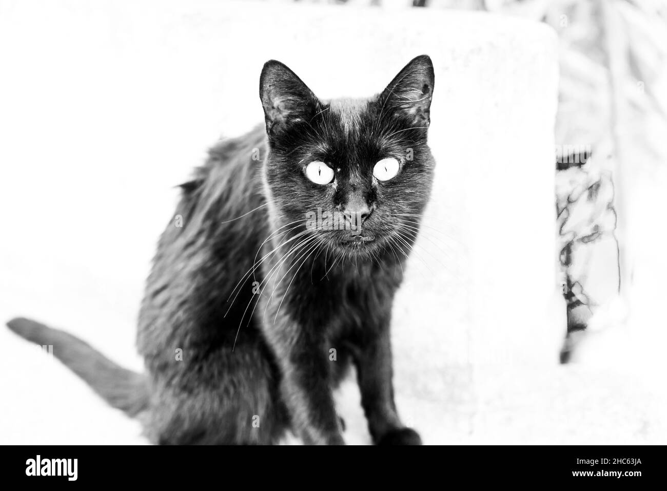 Greyscale look hi-res stock photography and images - Alamy