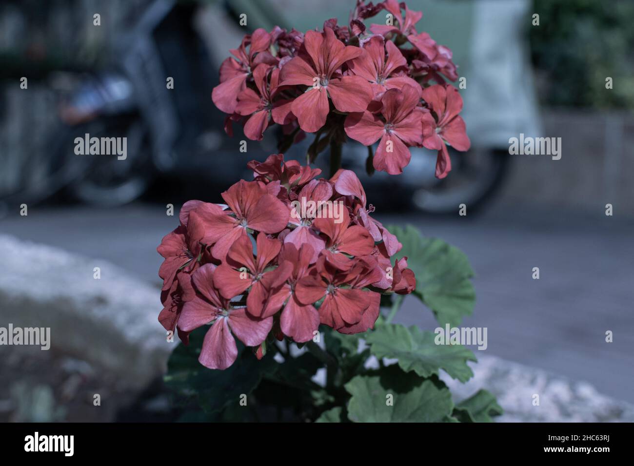Closeup of beautiful dark red Geranium flower plants at the garden on a ...