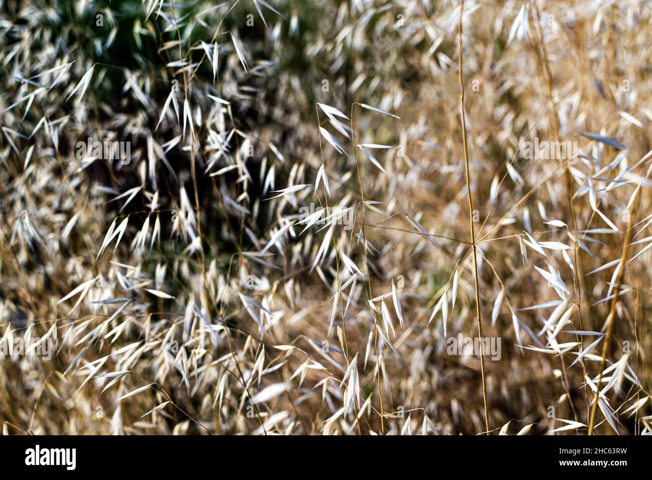 Closeup of common wild oat in the field Stock Photo - Alamy