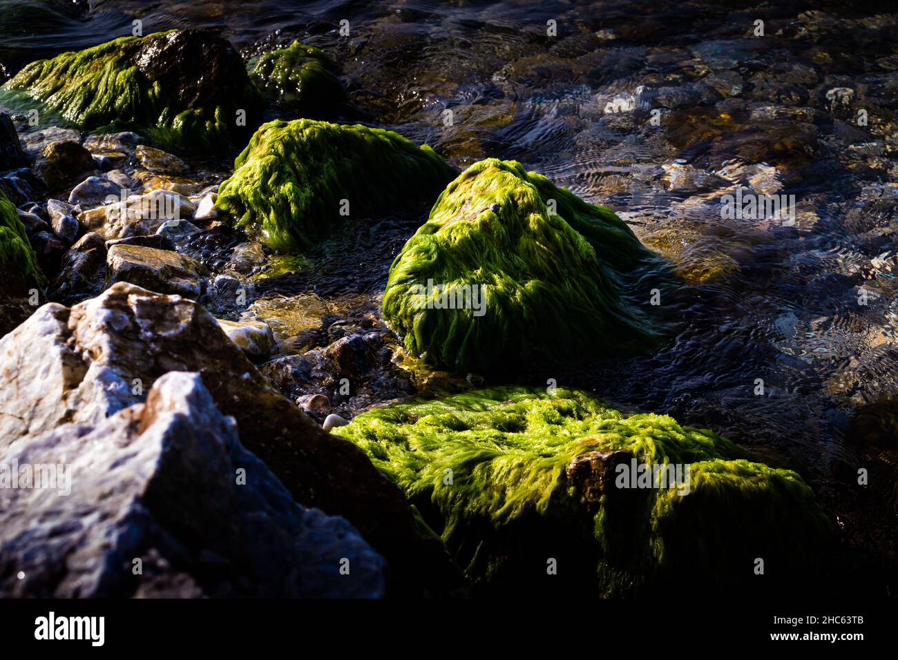 Closeup of seaside rocks covered with green algae Stock Photo - Alamy