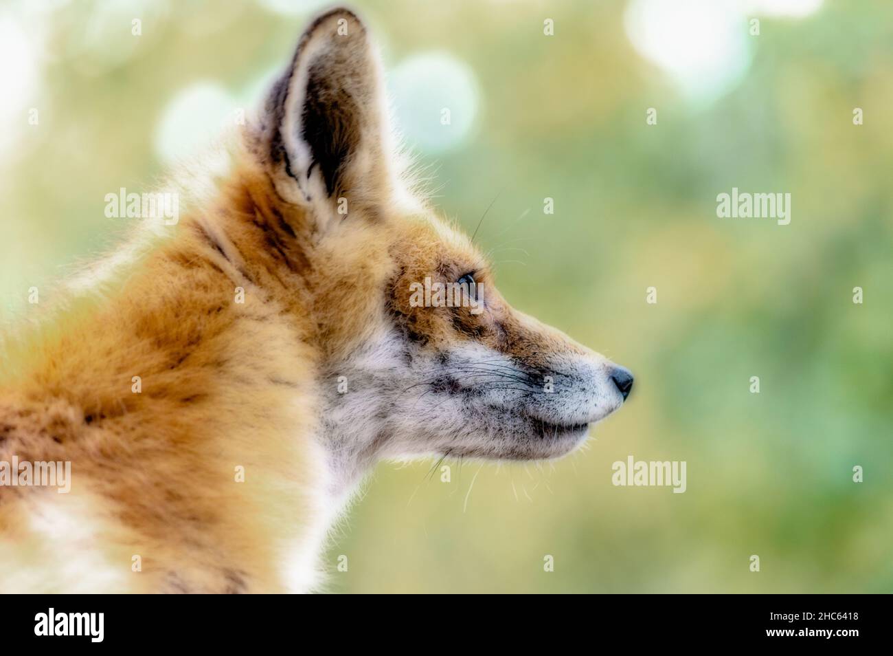 Fox head side hi-res stock photography and images - Alamy
