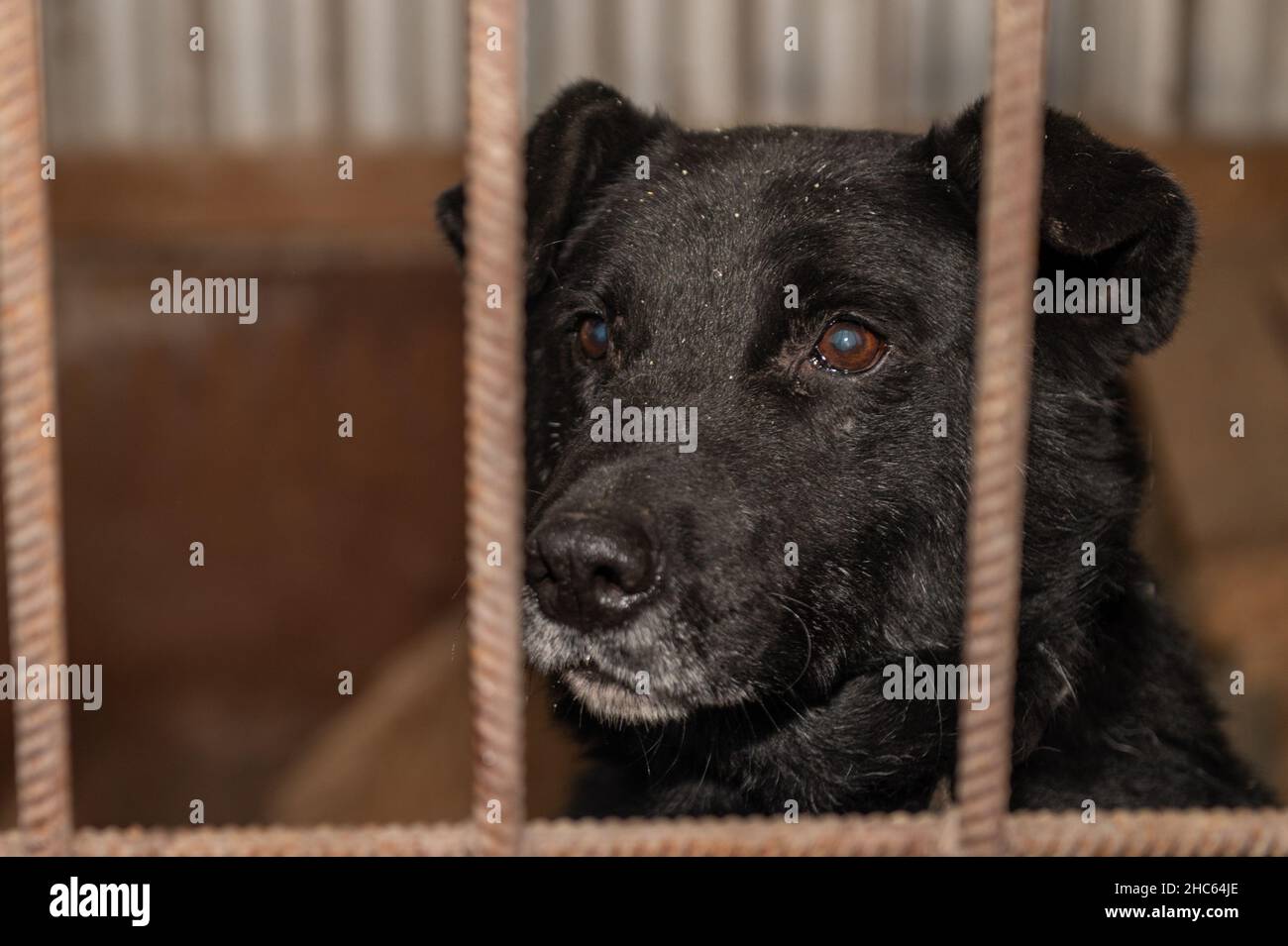 Homeless dog in a cage at a shelter. Homeless dog behind the bars looks ...
