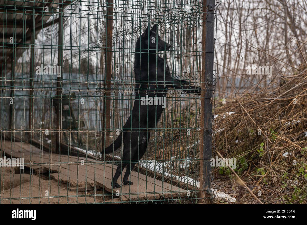 Homeless dog in a cage at a shelter. Homeless dog behind the bars looks ...