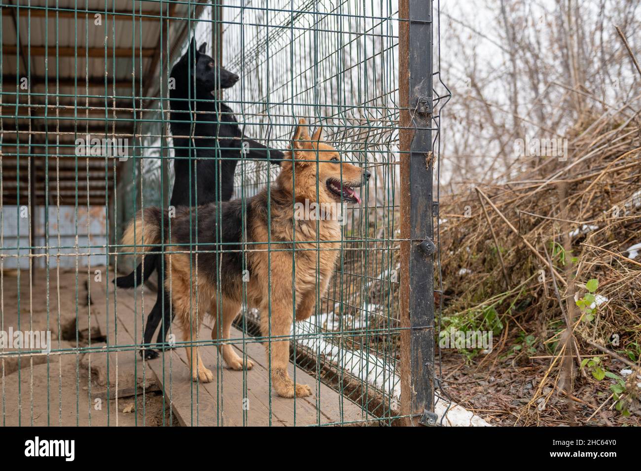 Homeless dog in a cage at a shelter. Homeless dog behind the bars looks ...