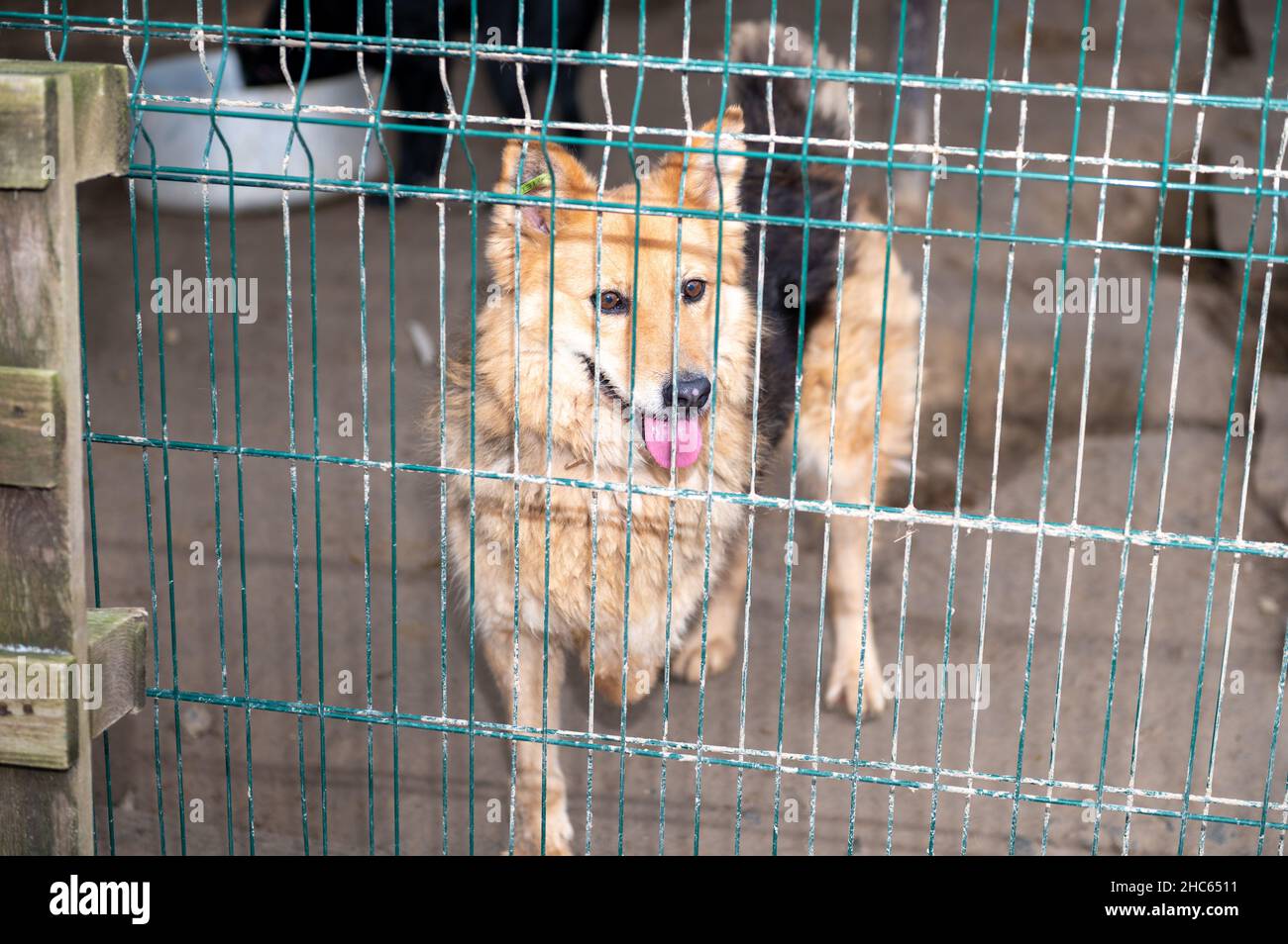 Homeless dog in a cage at a shelter. Homeless dog behind the bars looks ...