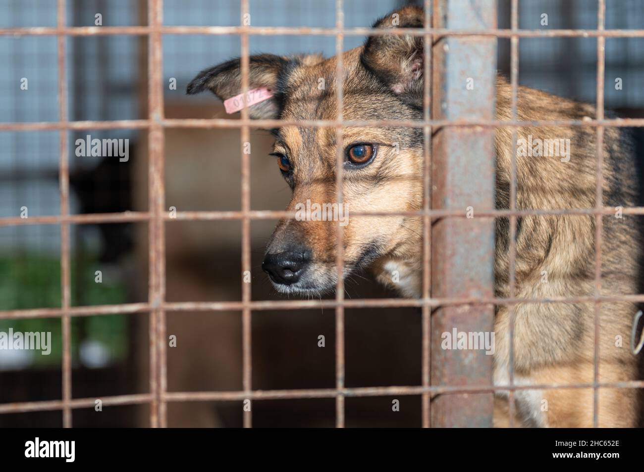 Homeless dog in a cage at a shelter. Homeless dog behind the bars looks ...