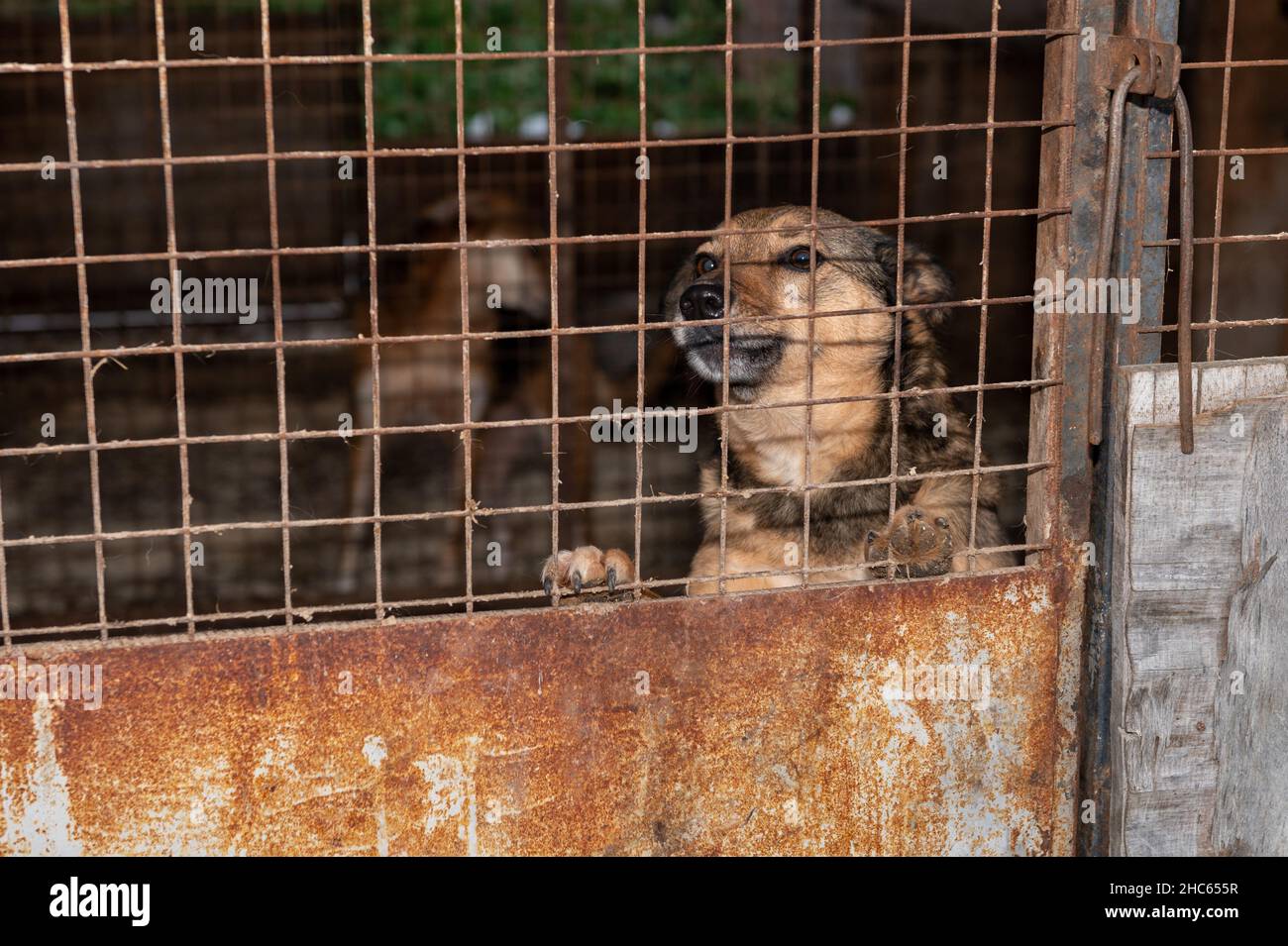 Homeless dog in a cage at a shelter. Homeless dog behind the bars looks ...