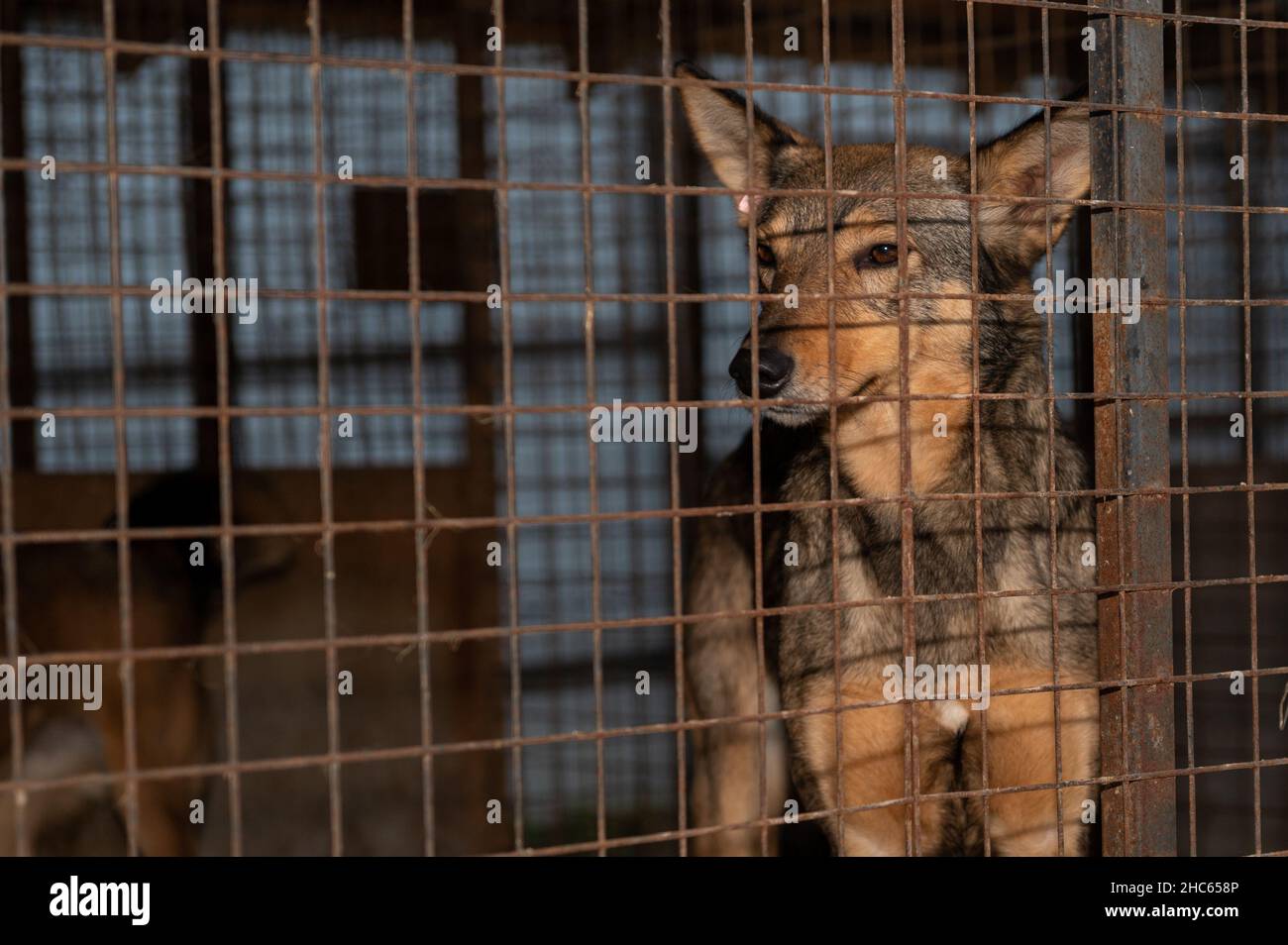 Homeless dog in a cage at a shelter. Homeless dog behind the bars looks ...