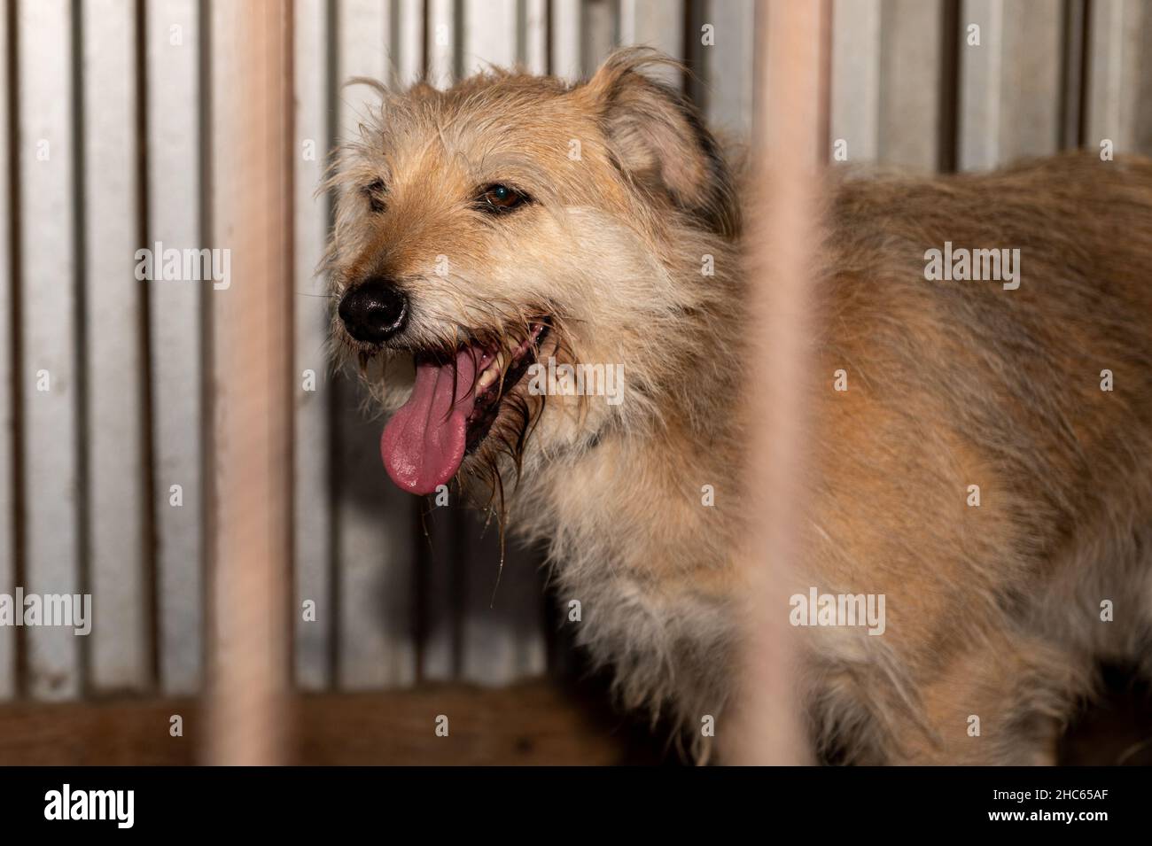 Homeless dog in a cage at a shelter. Homeless dog behind the bars looks ...