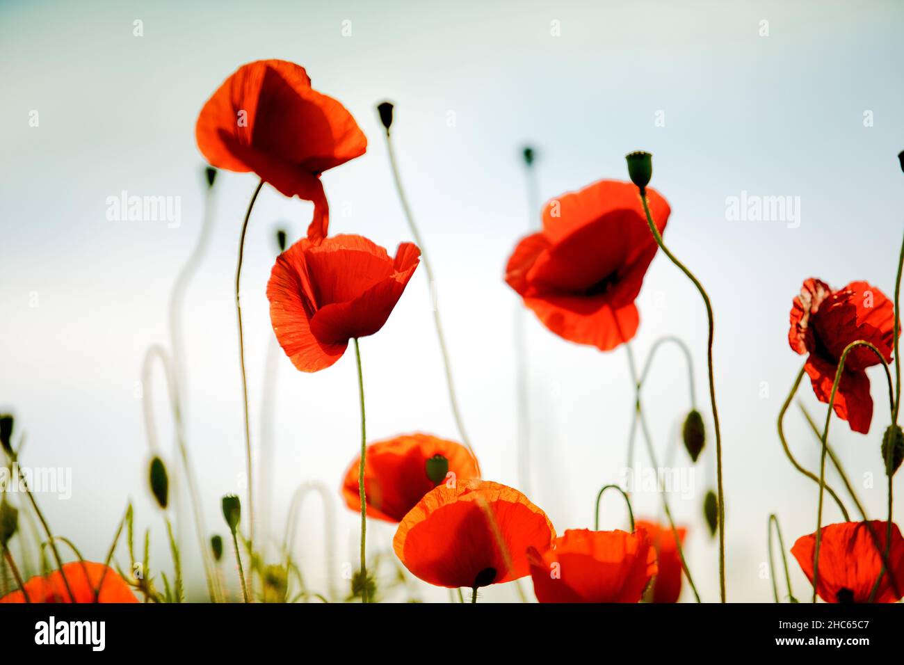 A vibrant summer poppy field in full bloom, with vivid red flowers ...