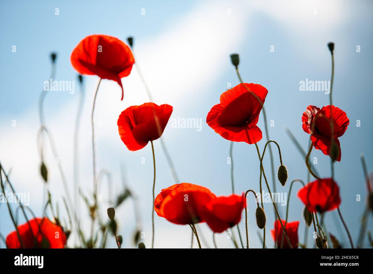 A vibrant summer poppy field in full bloom, with vivid red flowers ...
