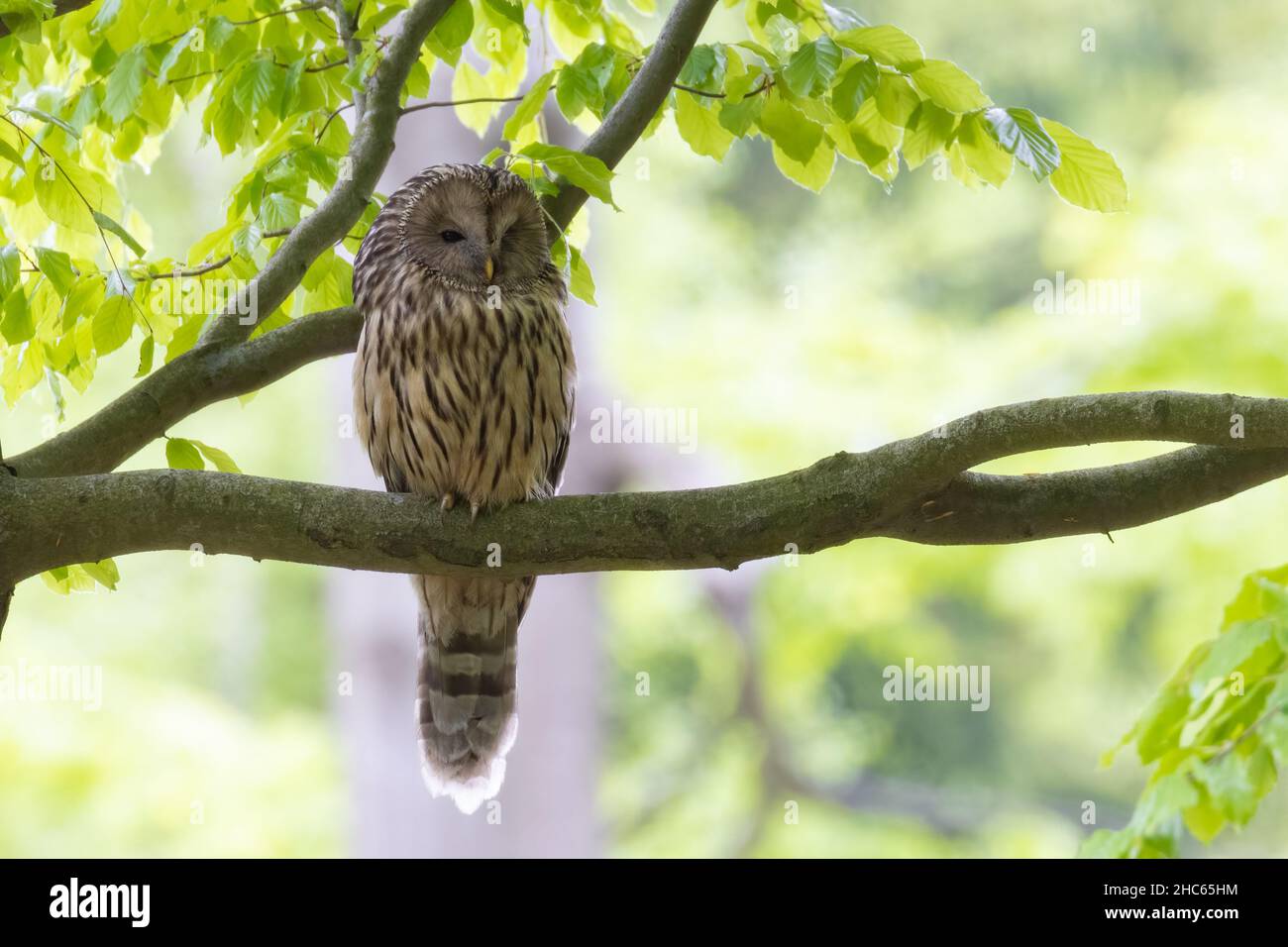 Strix uralensis feeding hi-res stock photography and images - Alamy