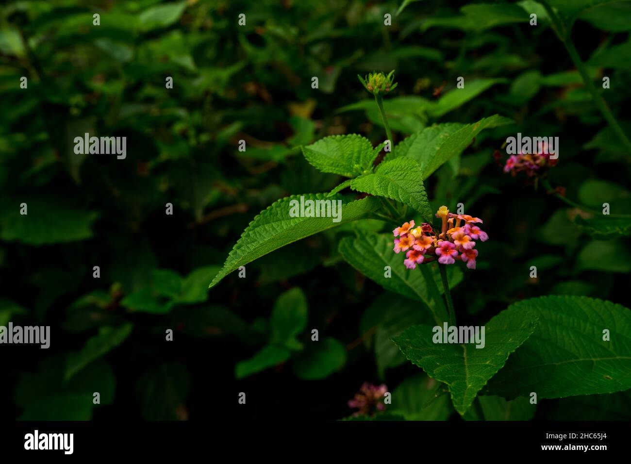 A blooming lantana flower in a green bush near Suruchi Beach in Vasai ...