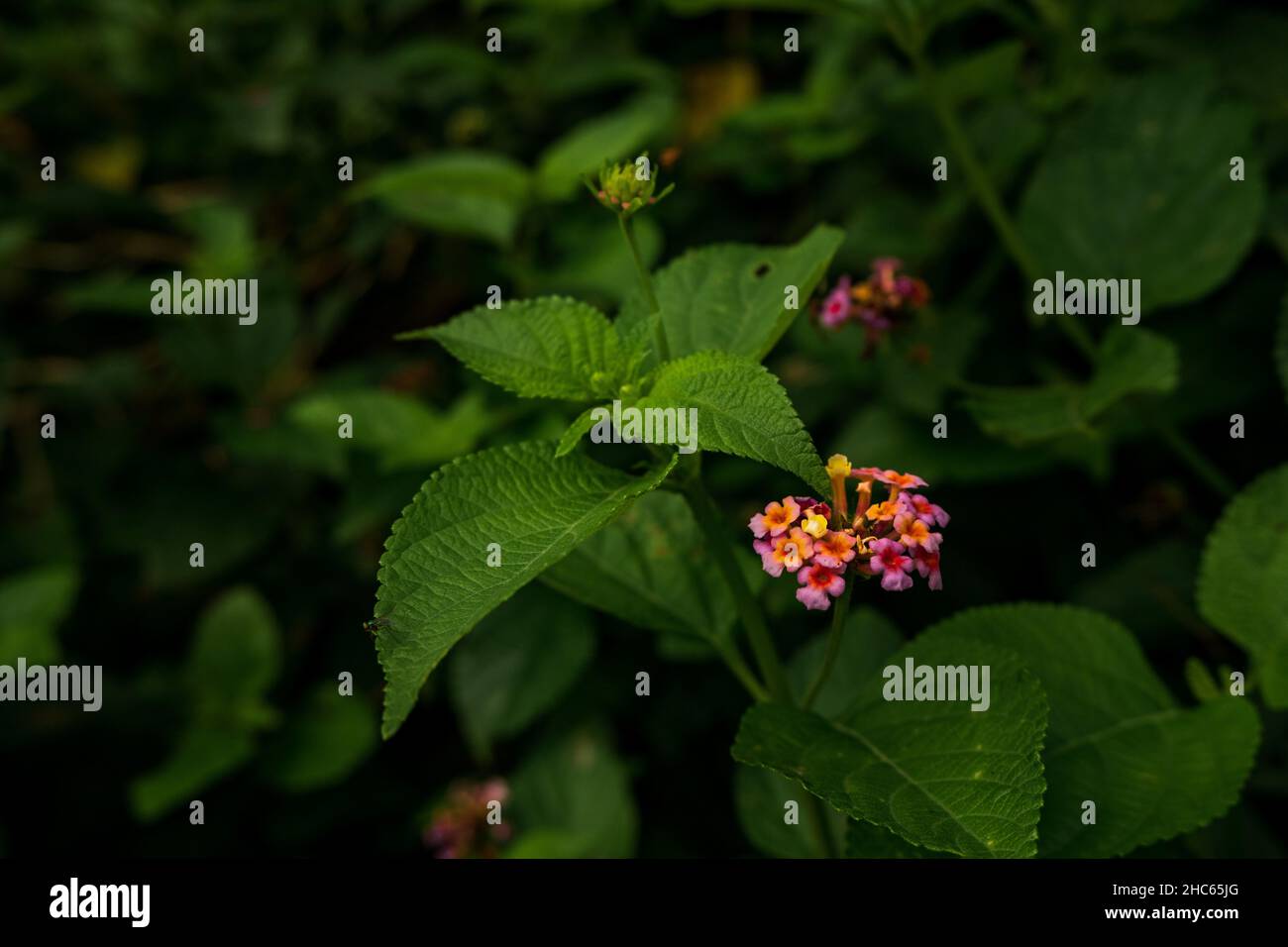 A fly sits on the leaf of a blooming lantana flower in a green bush ...