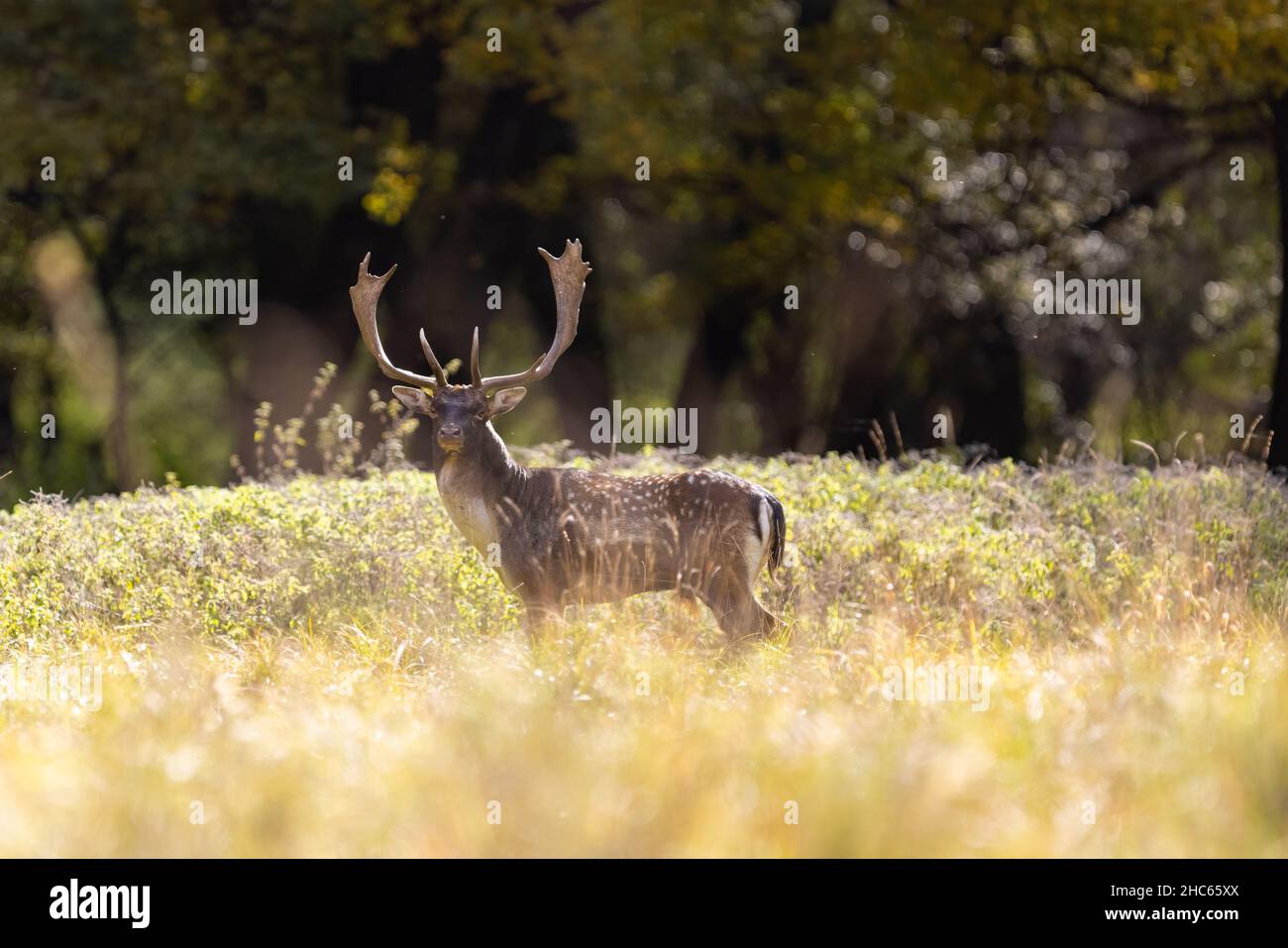 Red deer rut season slovakia hi-res stock photography and images - Alamy