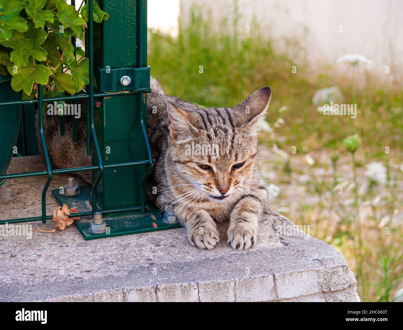 Fluffy tabby kitty resting on the rock by the fence Stock Photo - Alamy