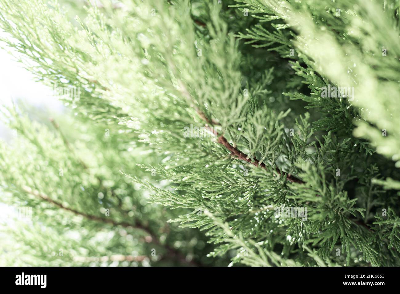 Branches of a thuja tree Stock Photo - Alamy