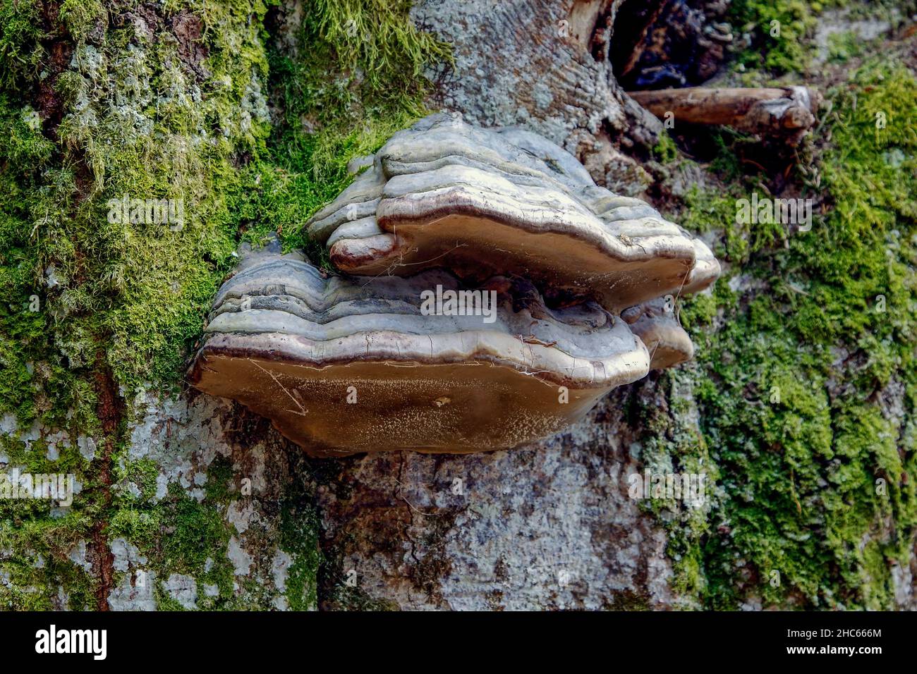 Dead bodies in the forest hi-res stock photography and images - Alamy