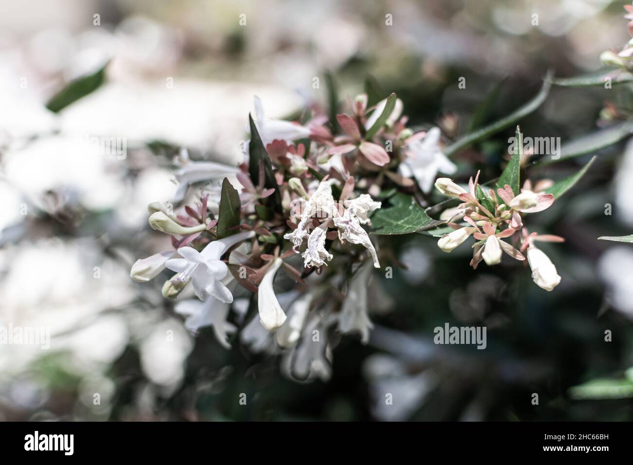 Beautiful view of white Abelia flower plants in a garden with a blurred ...