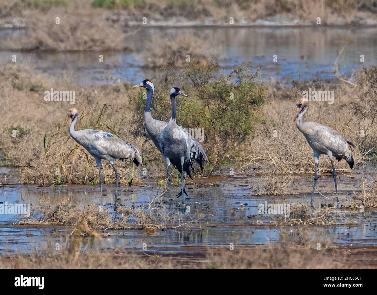Common Crane family in a lake with juvenile Stock Photo - Alamy