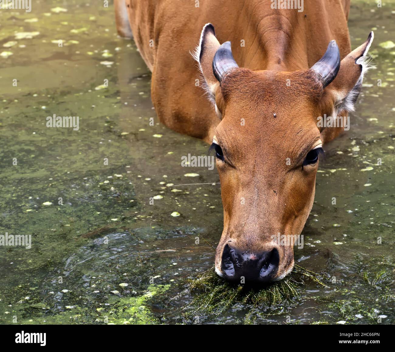 Old cattle yard hi-res stock photography and images - Alamy