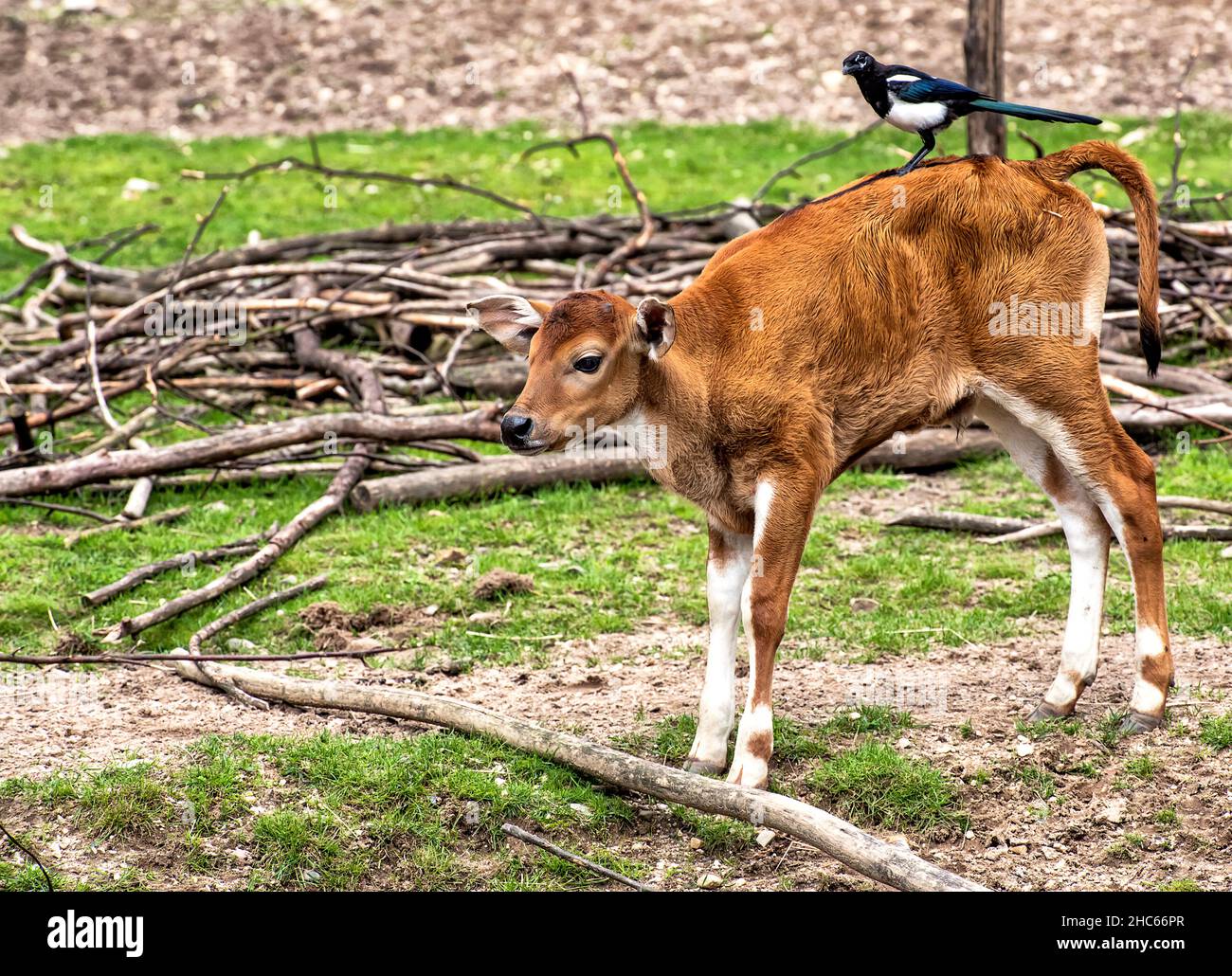 Old cattle yard hi-res stock photography and images - Alamy