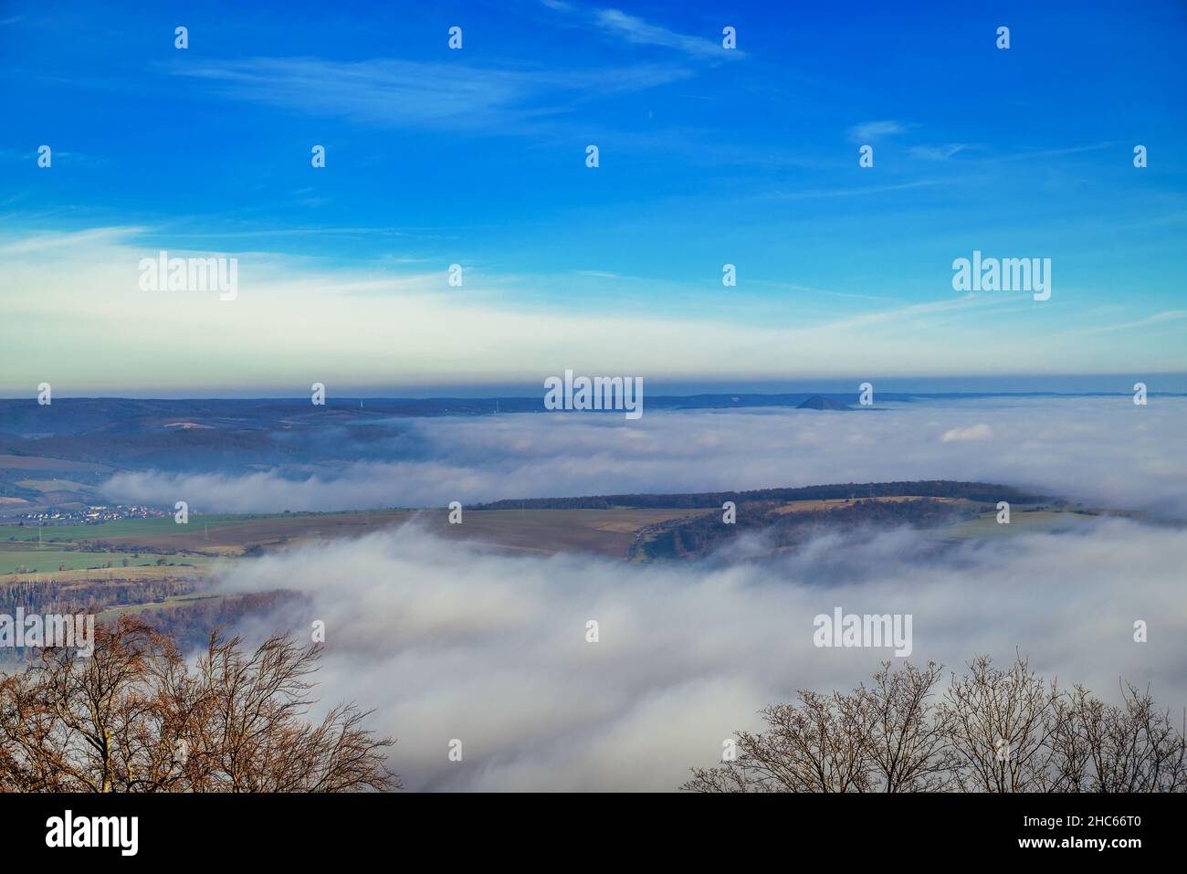 Mesmerizing view dense trees hi-res stock photography and images - Alamy