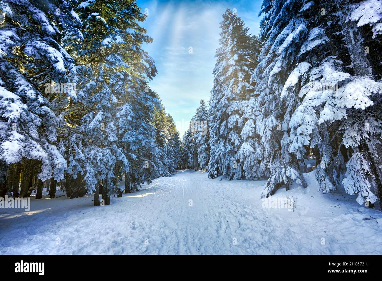 Beautiful winter landscape with forest full of trees covered snow in ...