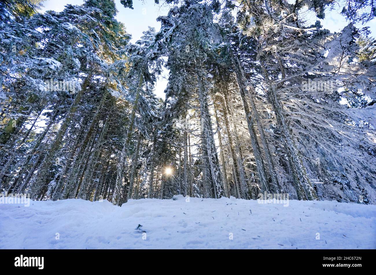 Beautiful winter landscape with forest full of trees covered snow in ...