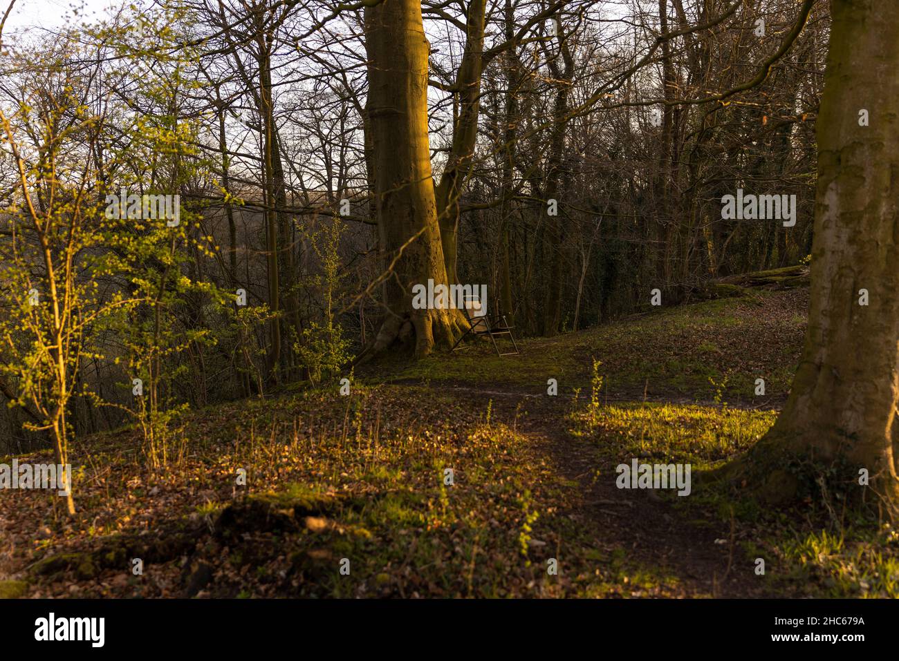 Rest in the woods hi-res stock photography and images - Alamy