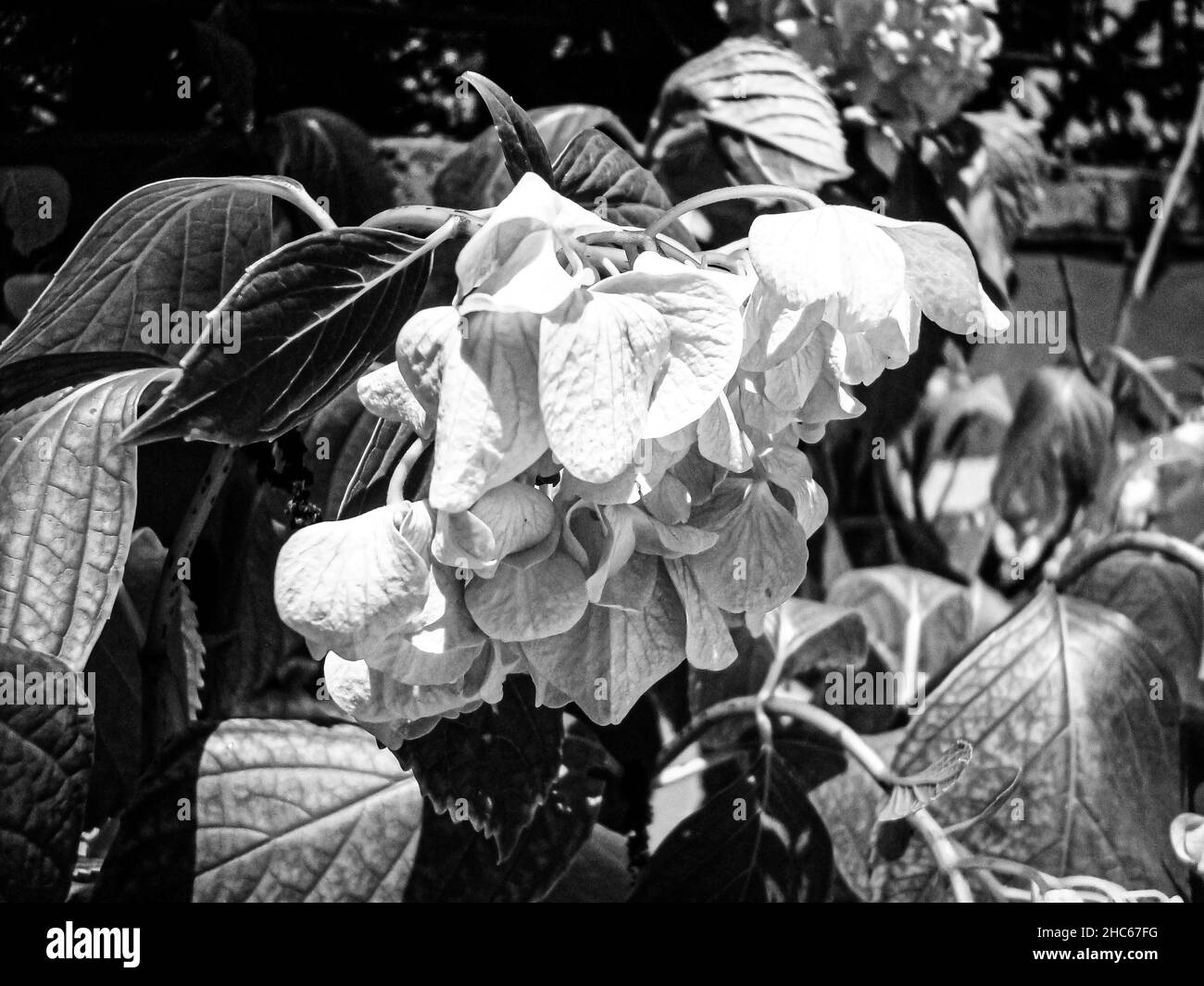 Greyscale closeup of big and small leaf plants in a garden Stock Photo ...
