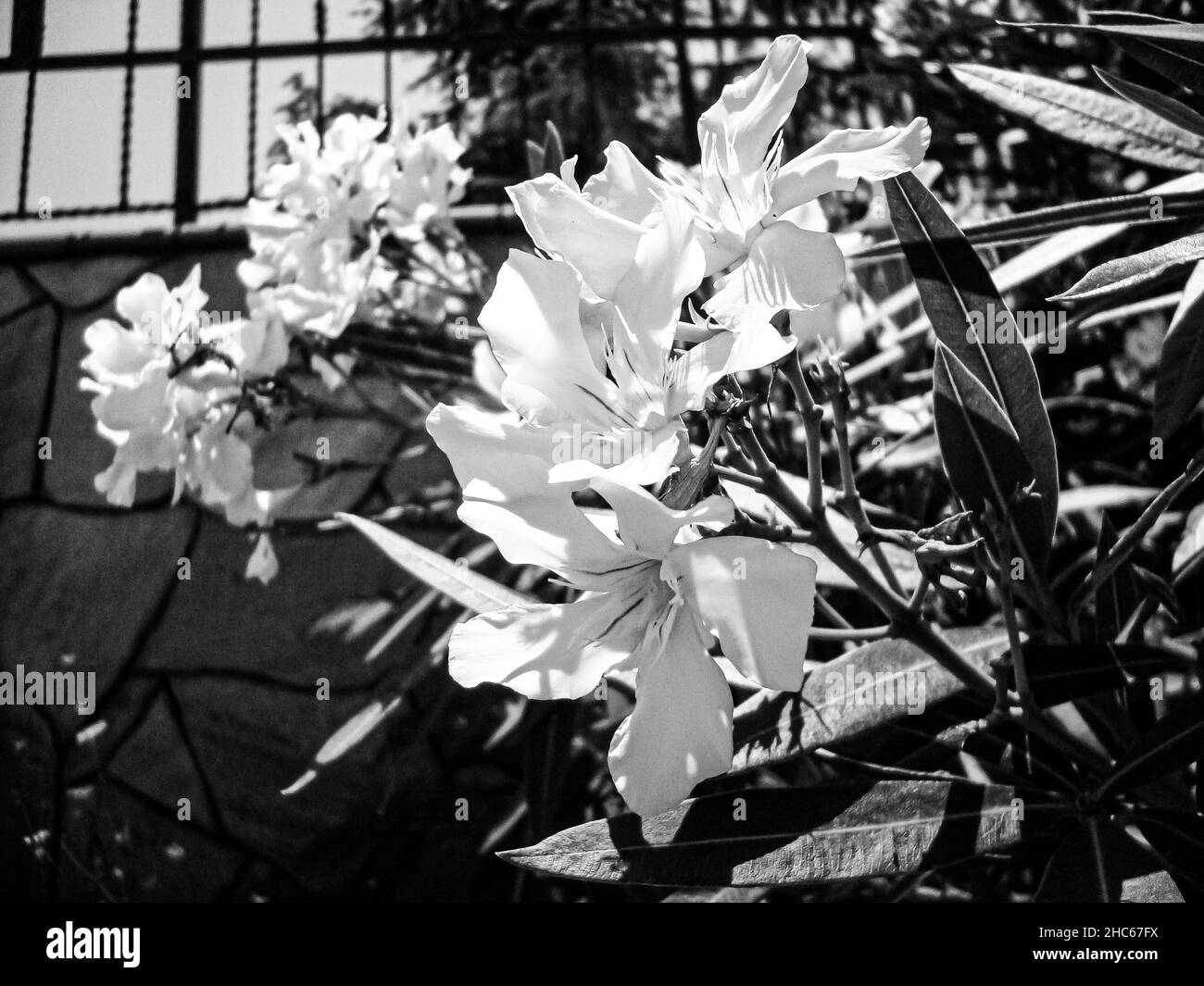 Closeup greyscale of beautiful Hibiscus flower plants in a garden Stock ...
