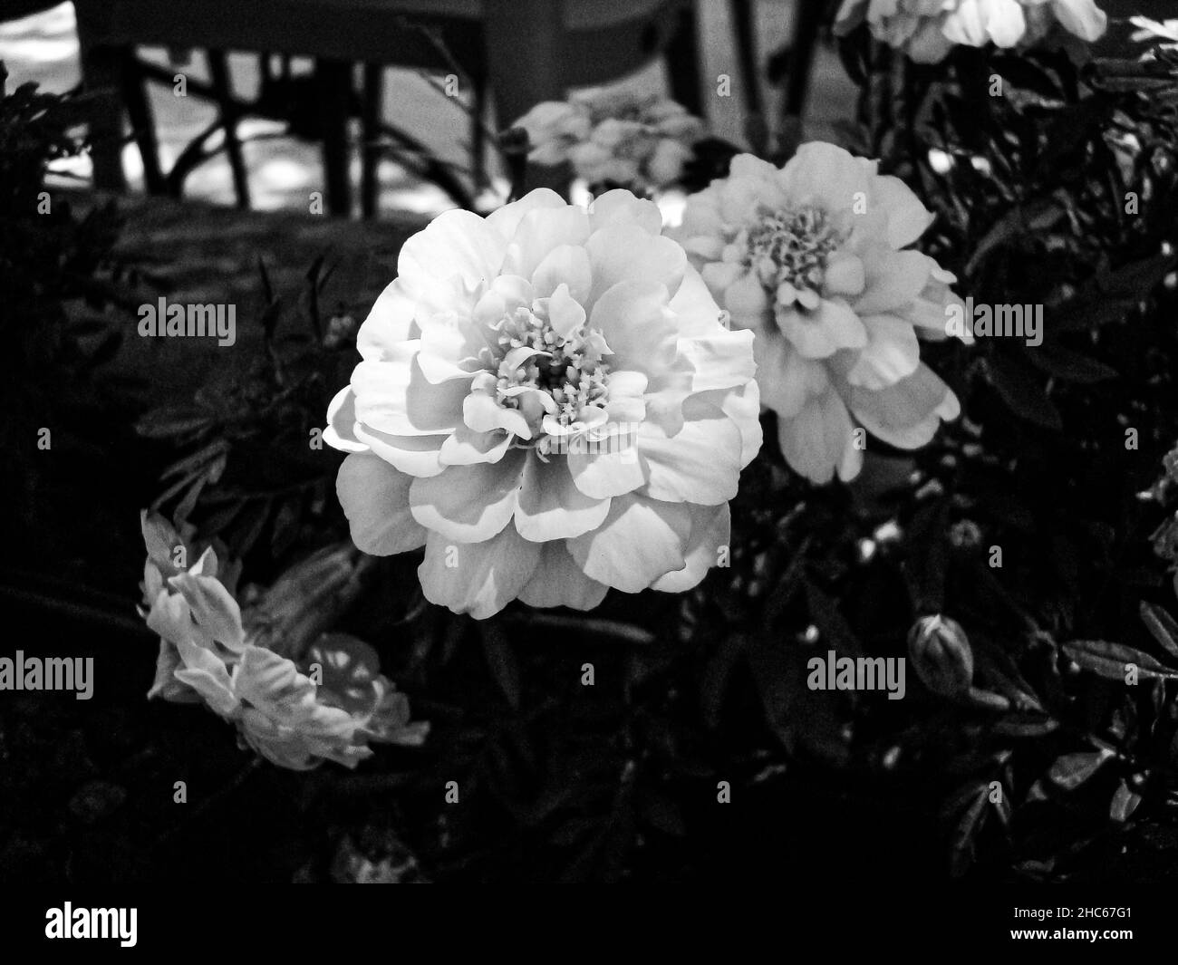 Closeup greyscale of beautiful Hibiscus flower plants in a garden Stock ...