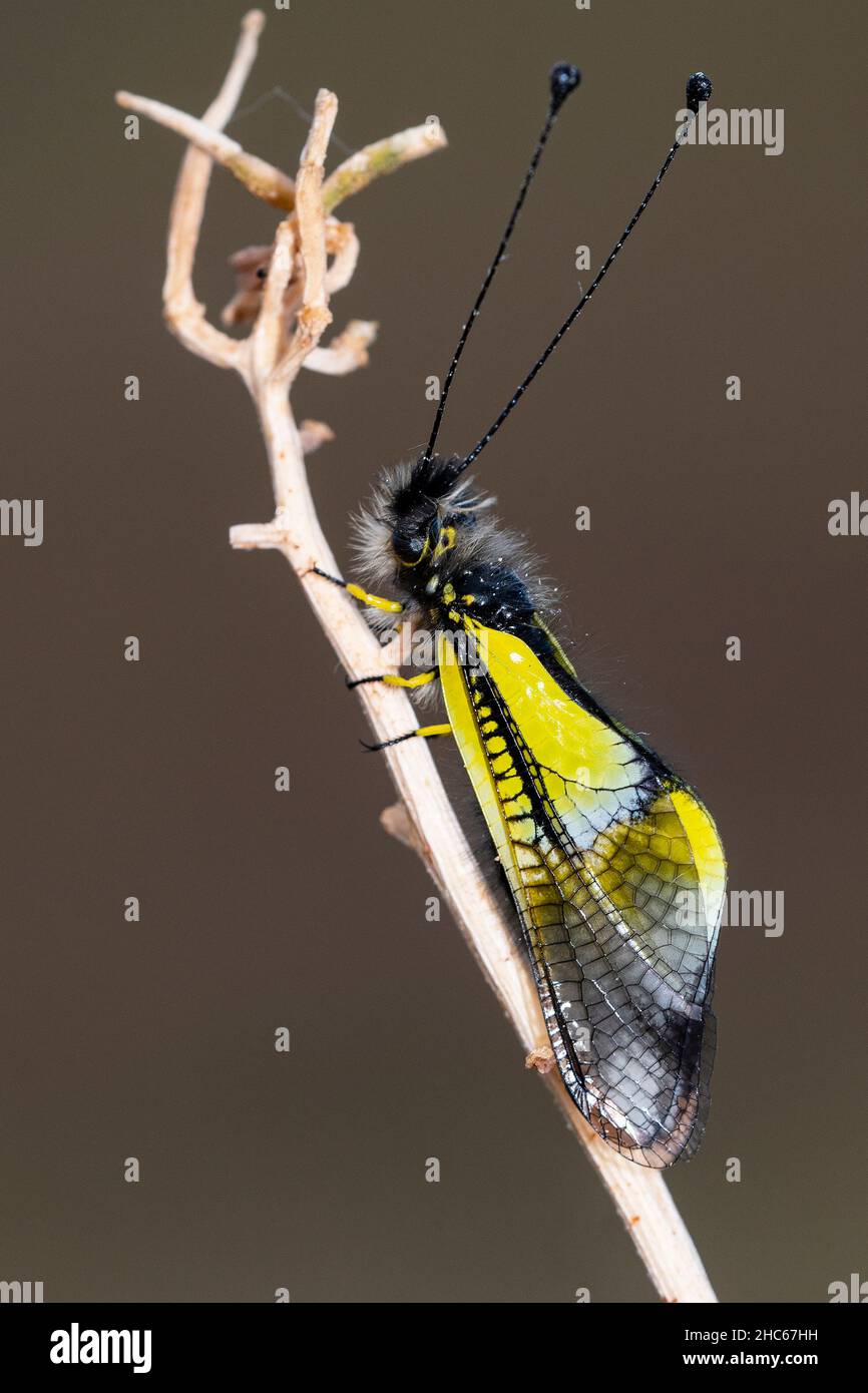 Neuroptera are an order of endopterygotic insects Stock Photo - Alamy