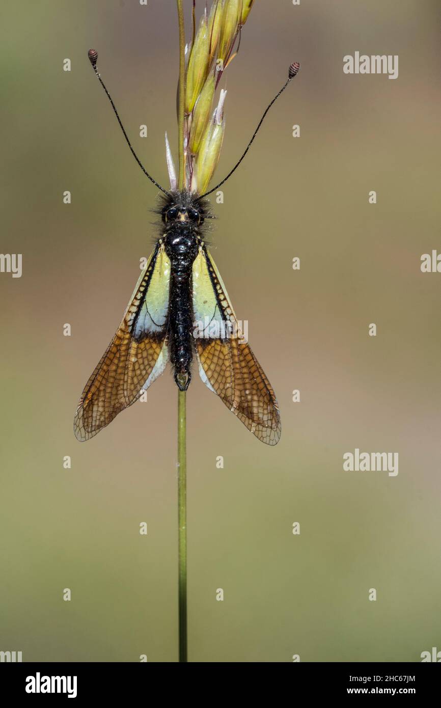 Neuroptera are an order of endopterygotic insects Stock Photo - Alamy
