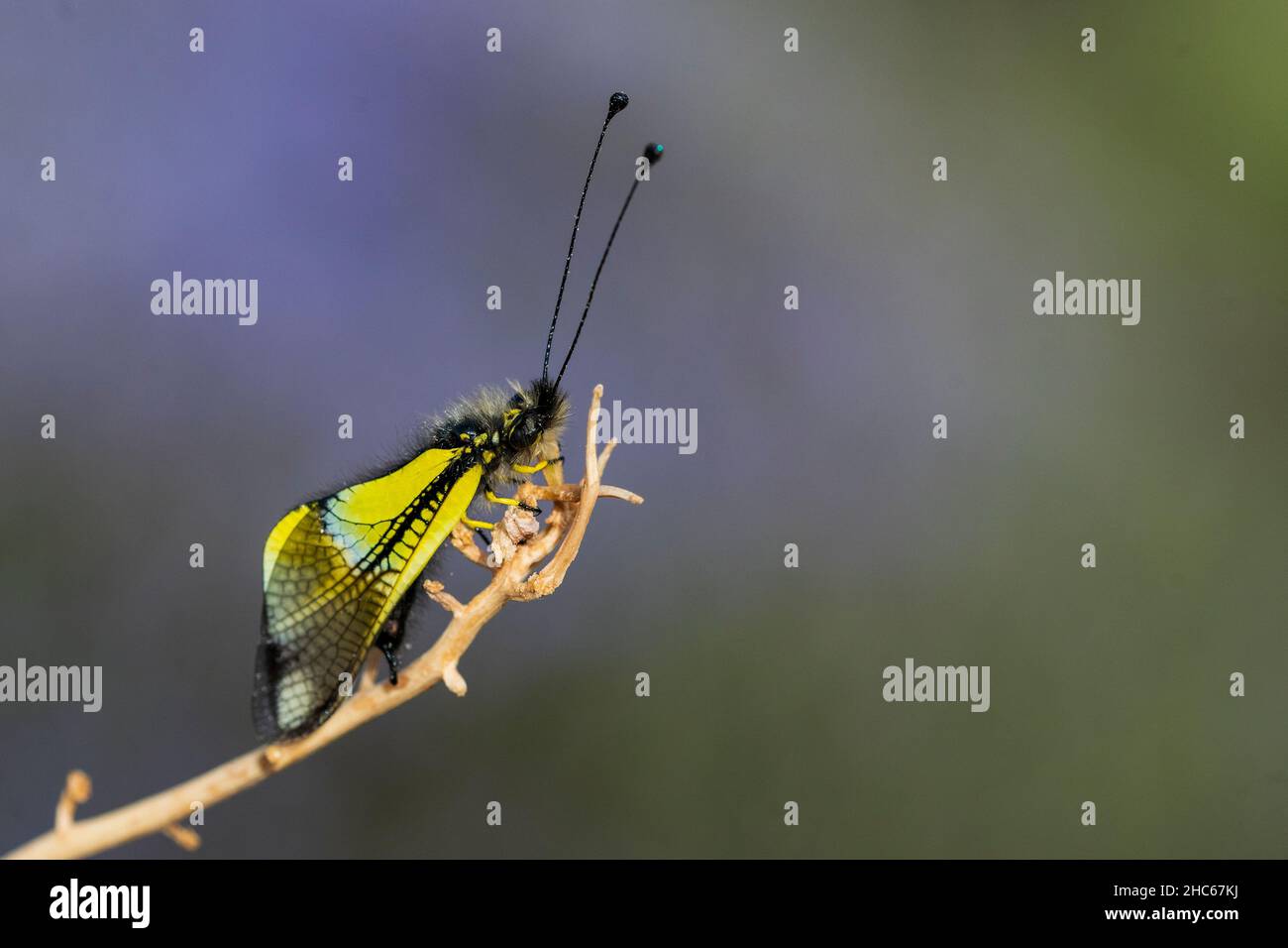 Neuroptera are an order of endopterygotic insects Stock Photo - Alamy