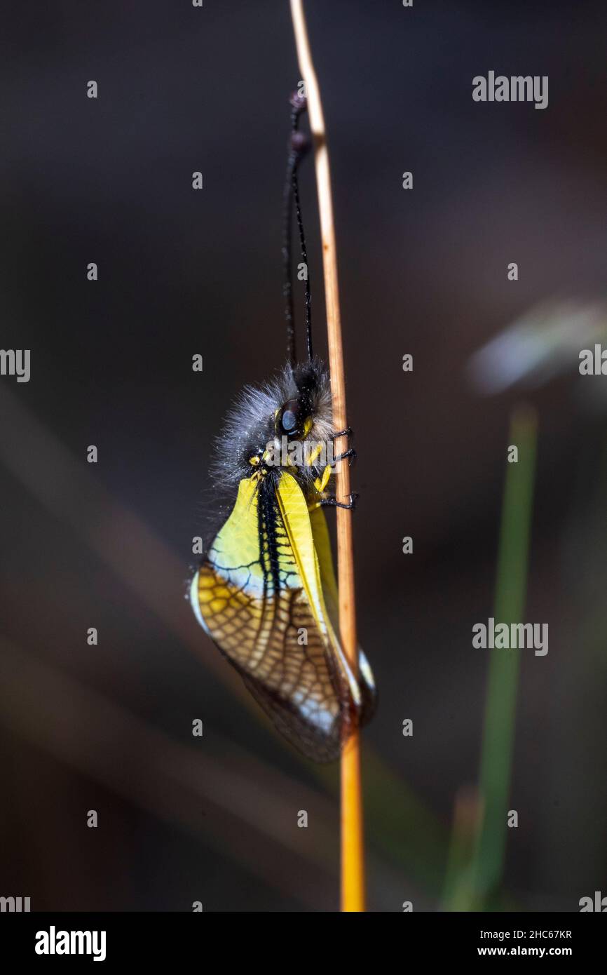 Neuroptera are an order of endopterygotic insects Stock Photo - Alamy