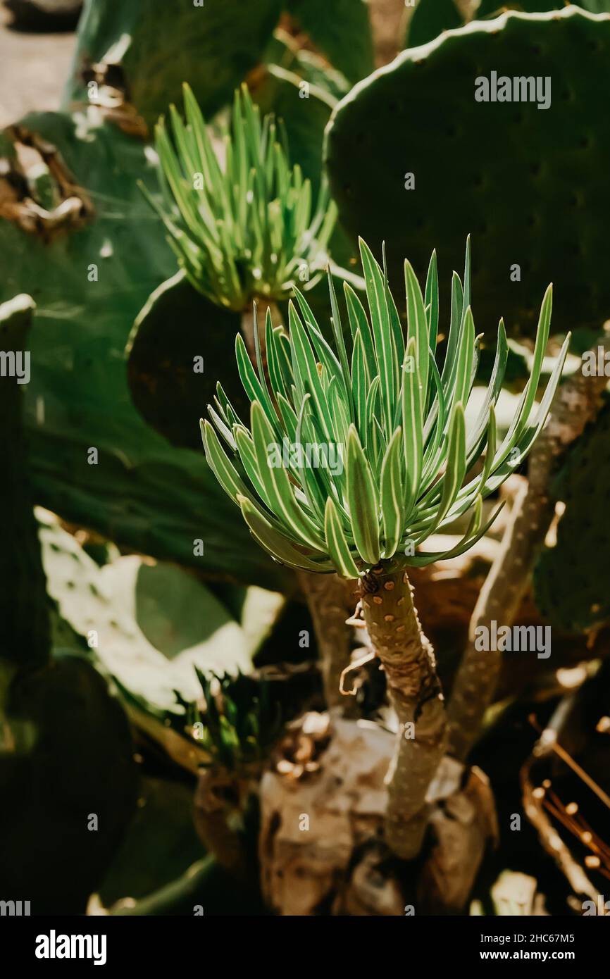 Prickly pear tree grows in dry areas. Beautiful green prickly cactus ...