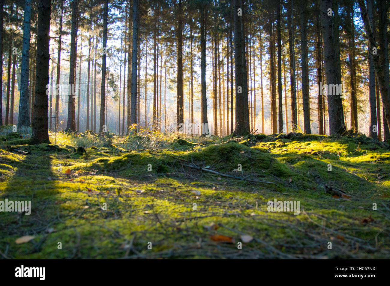 Long natural grass hi-res stock photography and images - Alamy