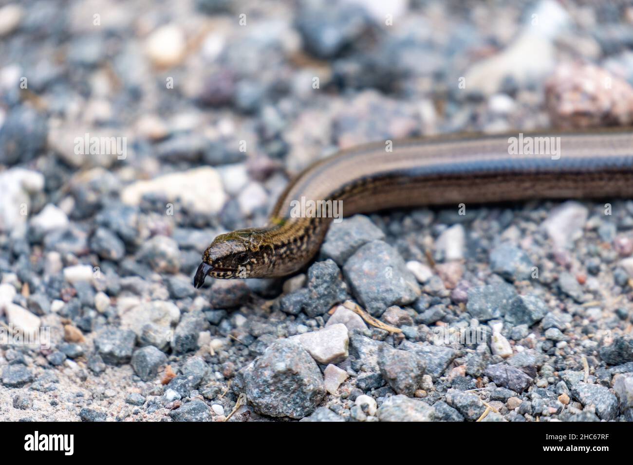 Worm stones hi-res stock photography and images - Alamy