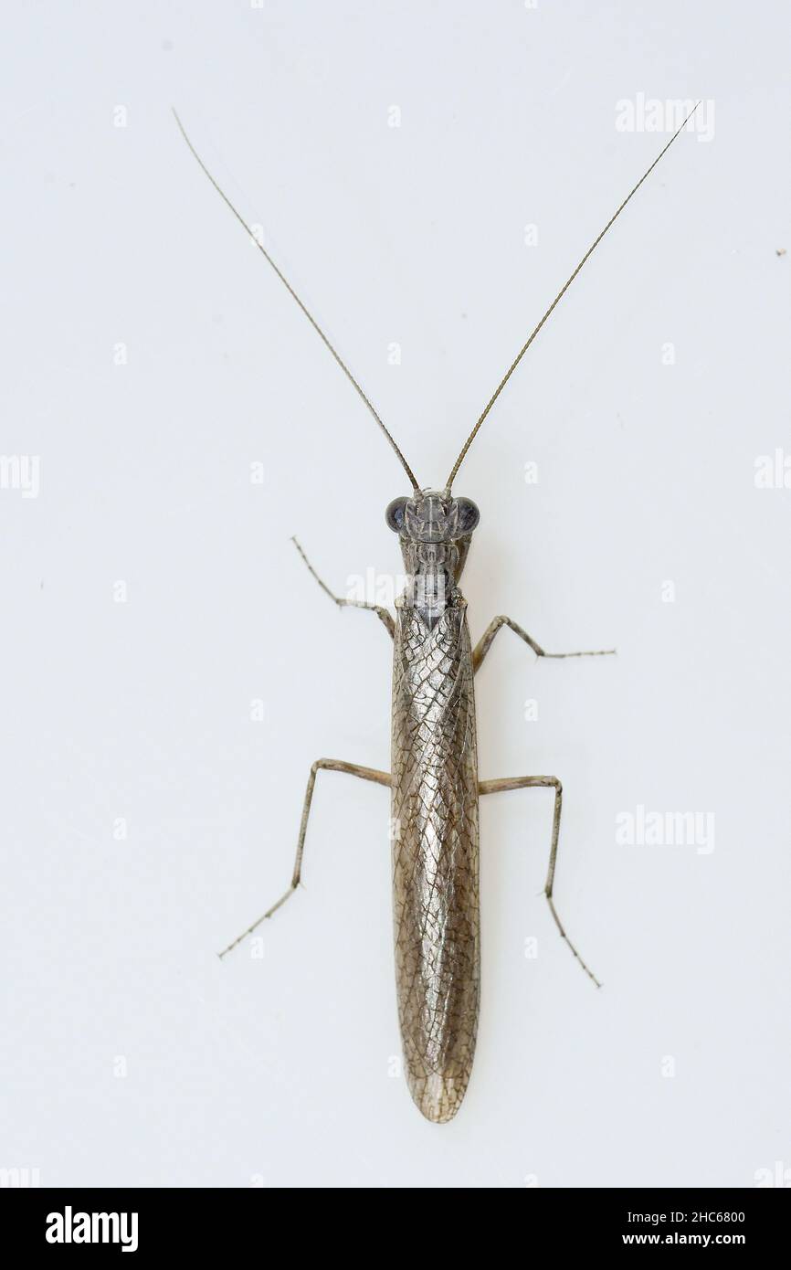 Neuroptera are an order of endopterygotic insects Stock Photo - Alamy