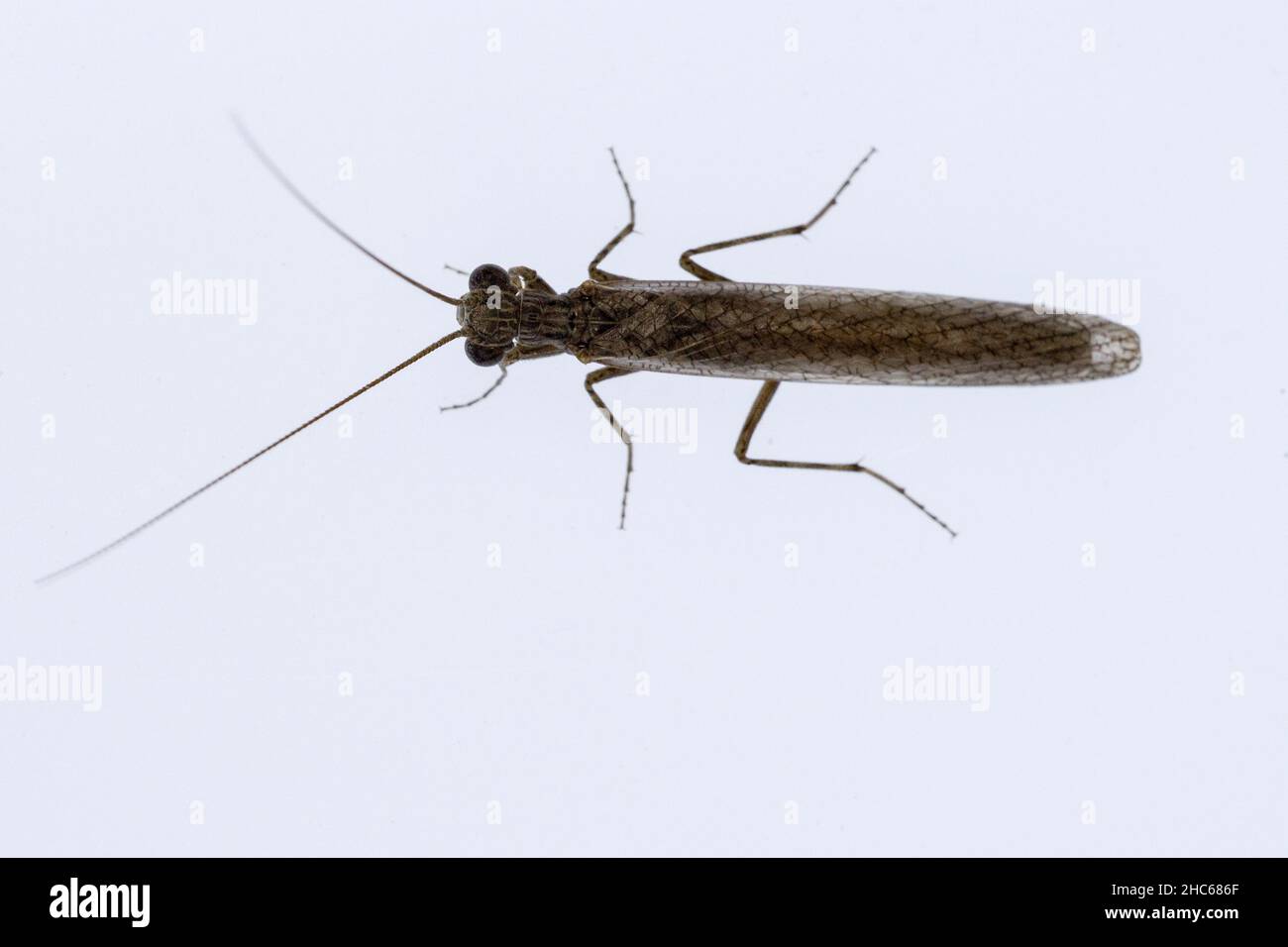 Neuroptera are an order of endopterygotic insects Stock Photo - Alamy
