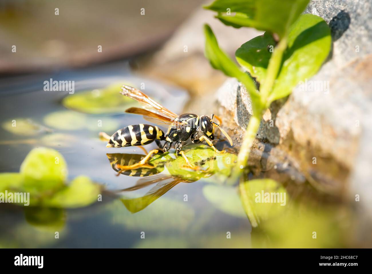 A large wasp, European paper wasp, Polistes has passed, landed on the ...