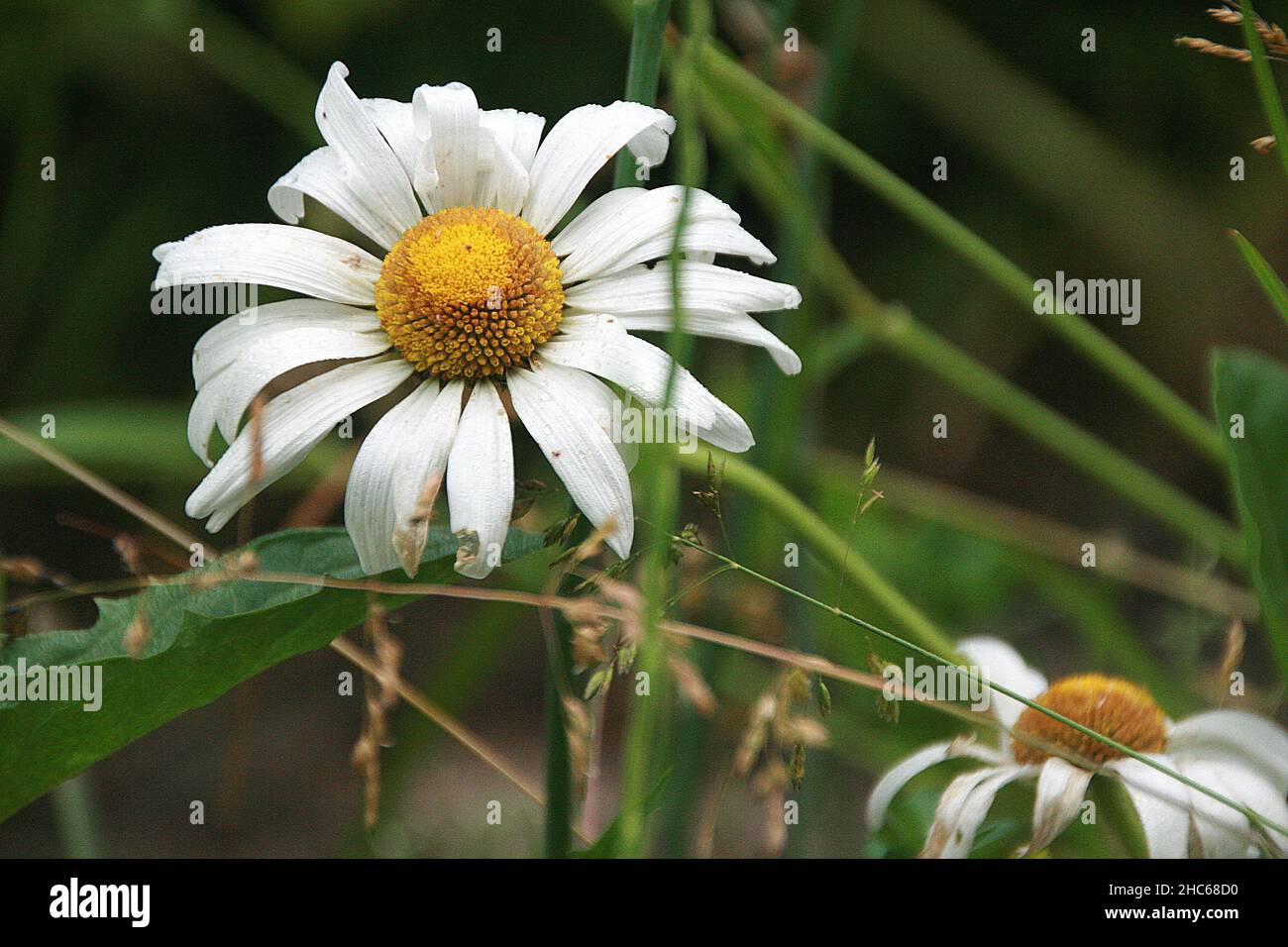 Fading shot hi-res stock photography and images - Alamy