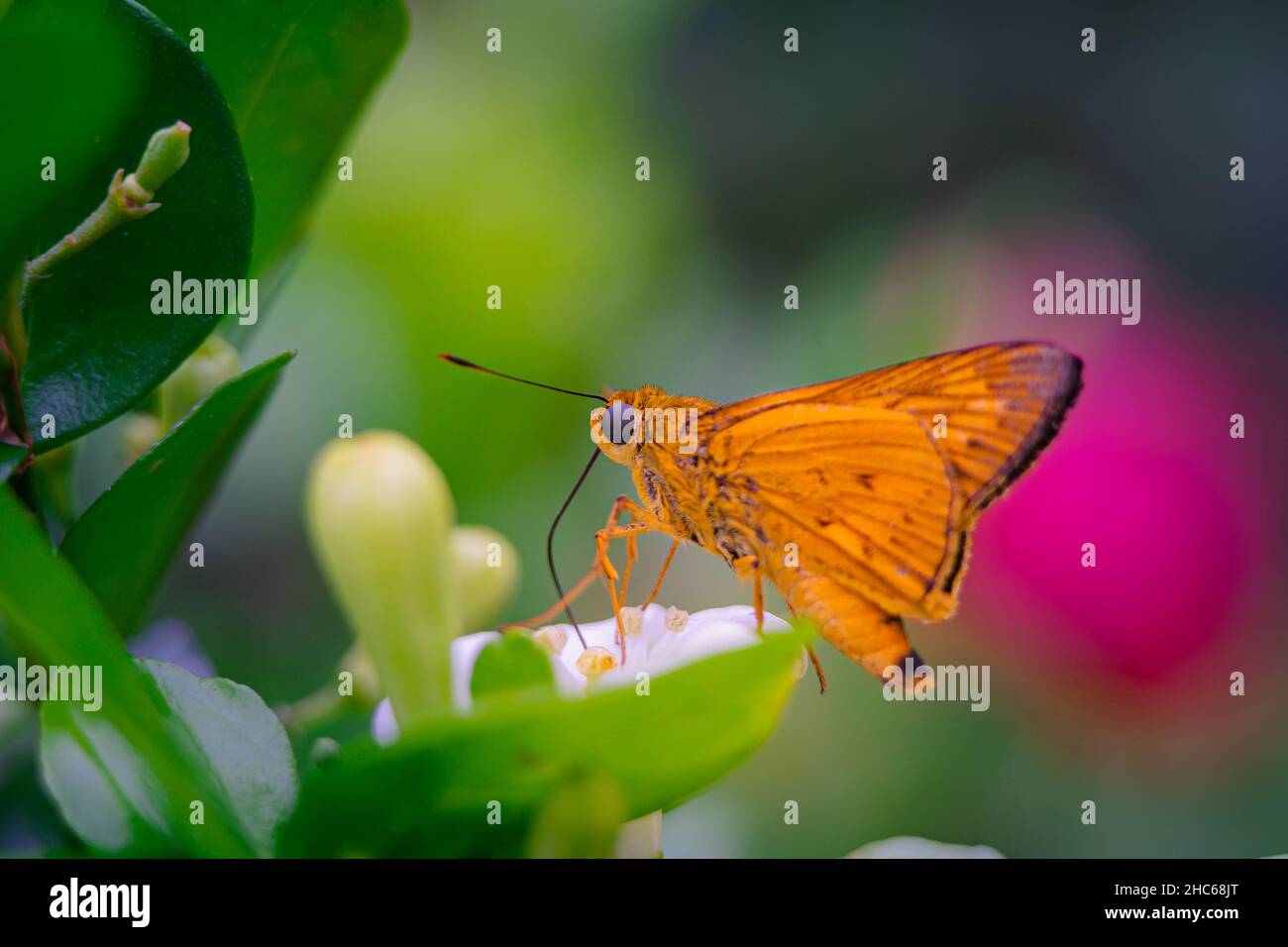 jumping spiders fidding fly Stock Photo - Alamy