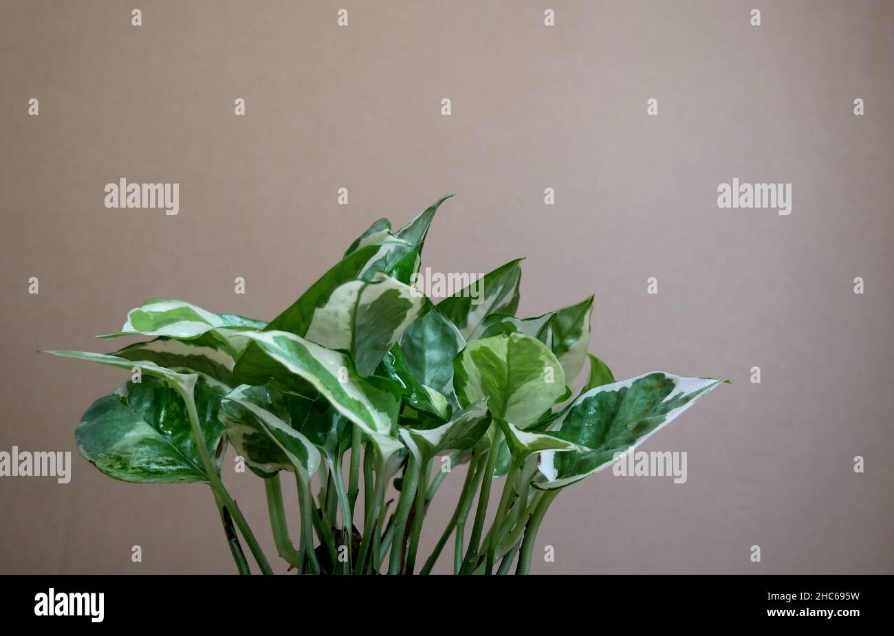 Botany cover hi-res stock photography and images - Alamy